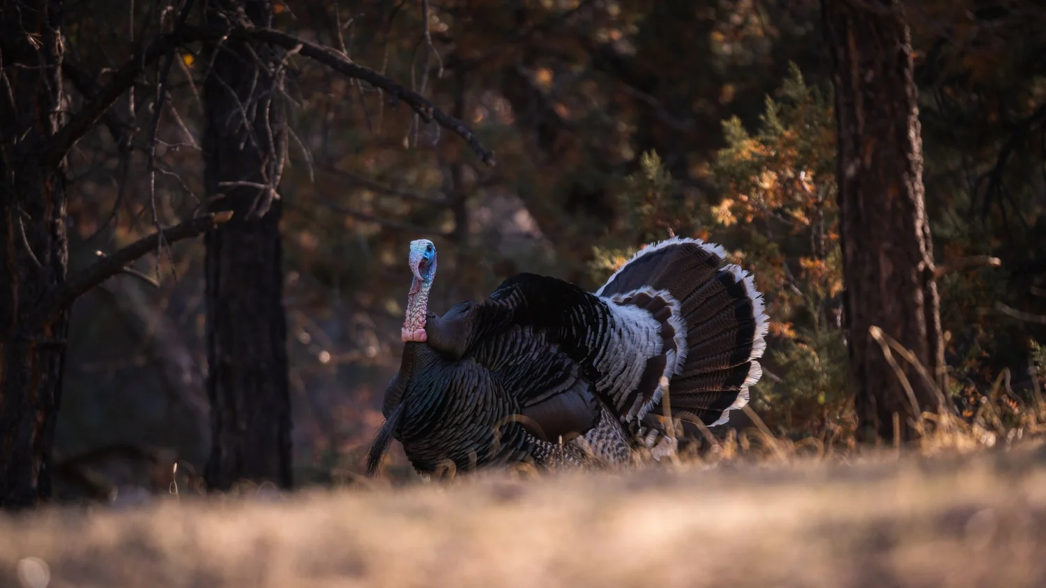 Gallery 3 — Chasing 49