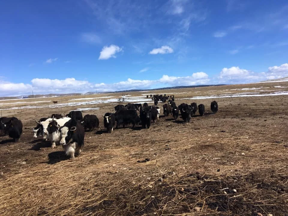 About Us — Bow Creek Ranch