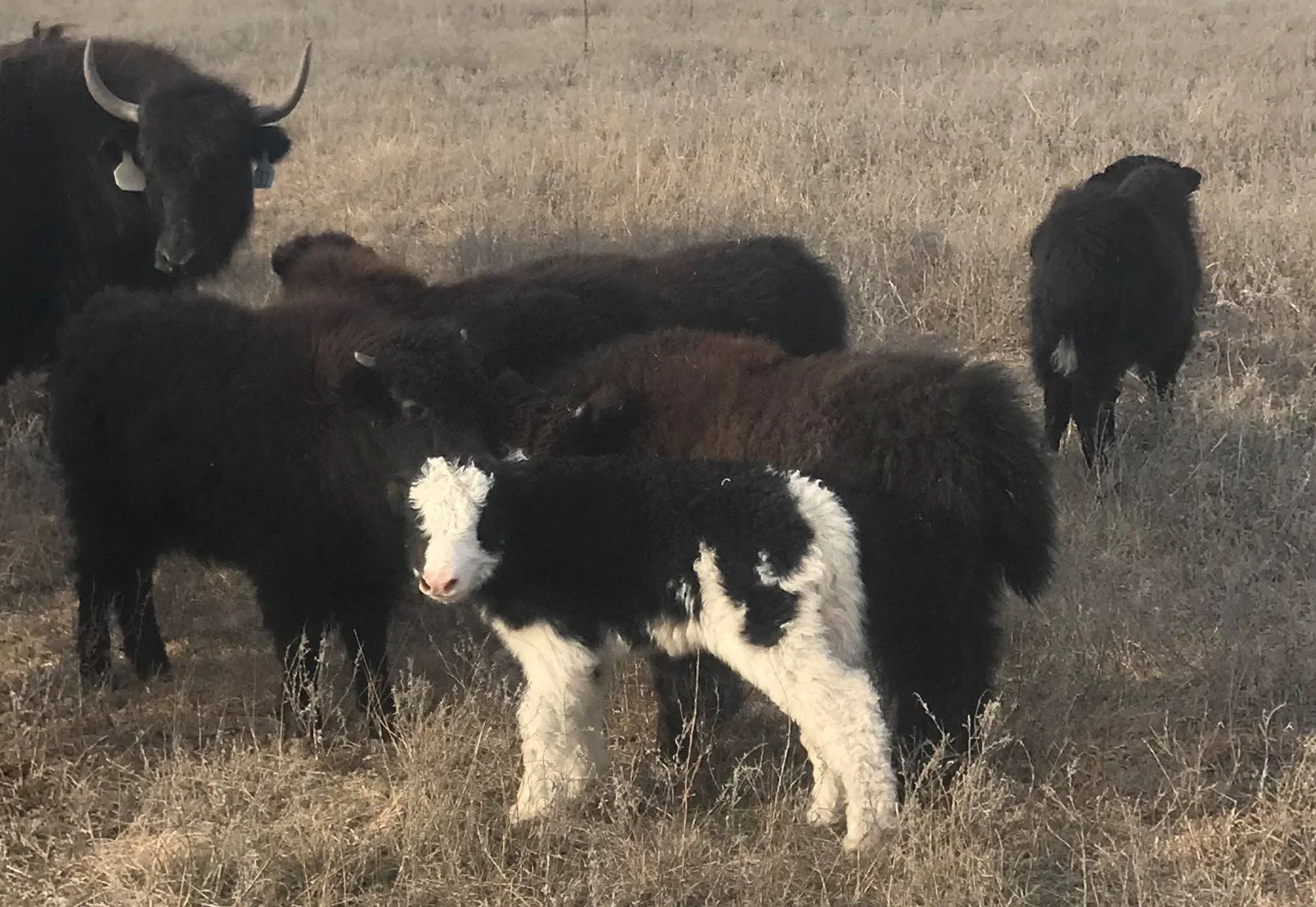 About Us — Bow Creek Ranch