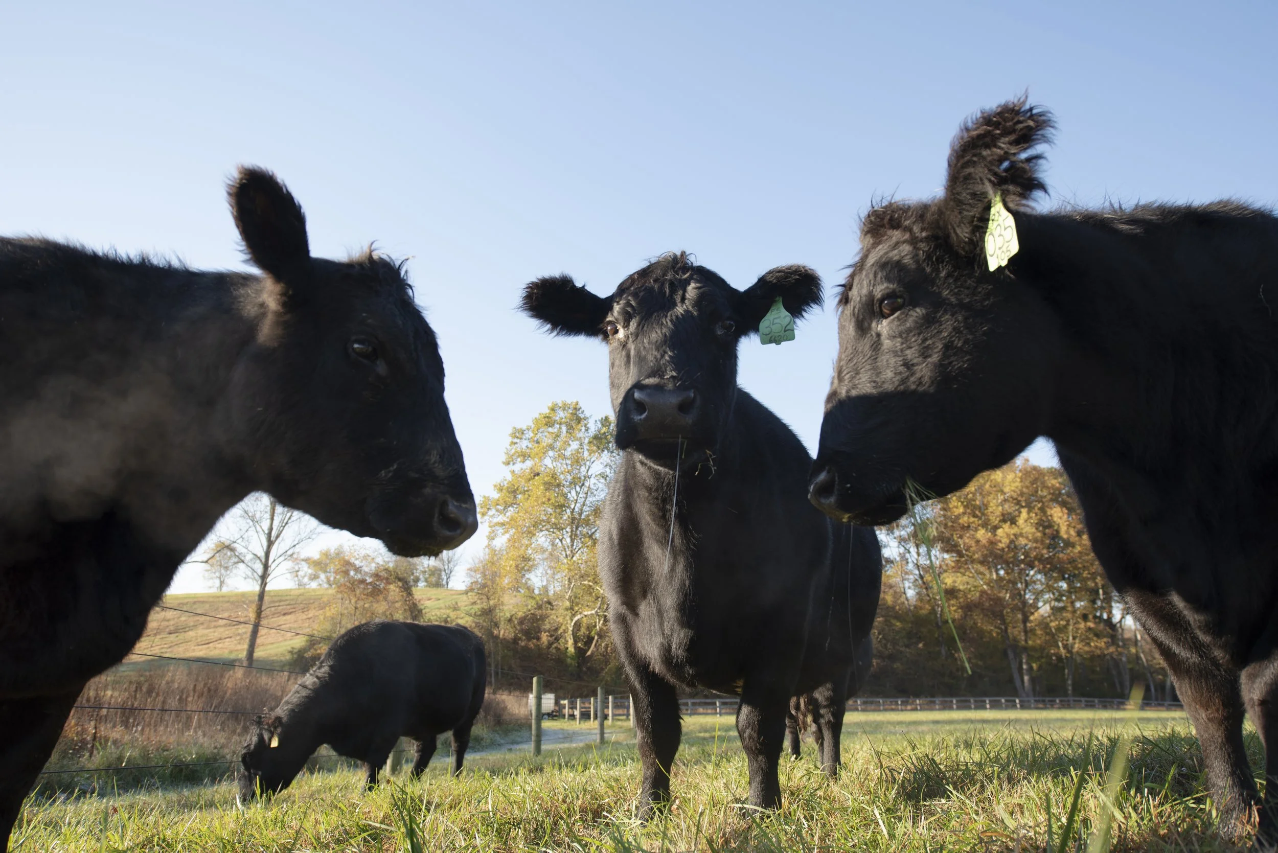 Our Team — Brumby Fields