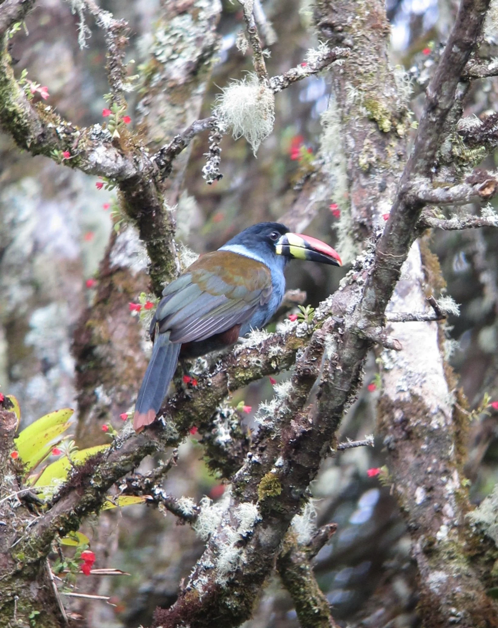 Programs & Tours — Gabriel Willow