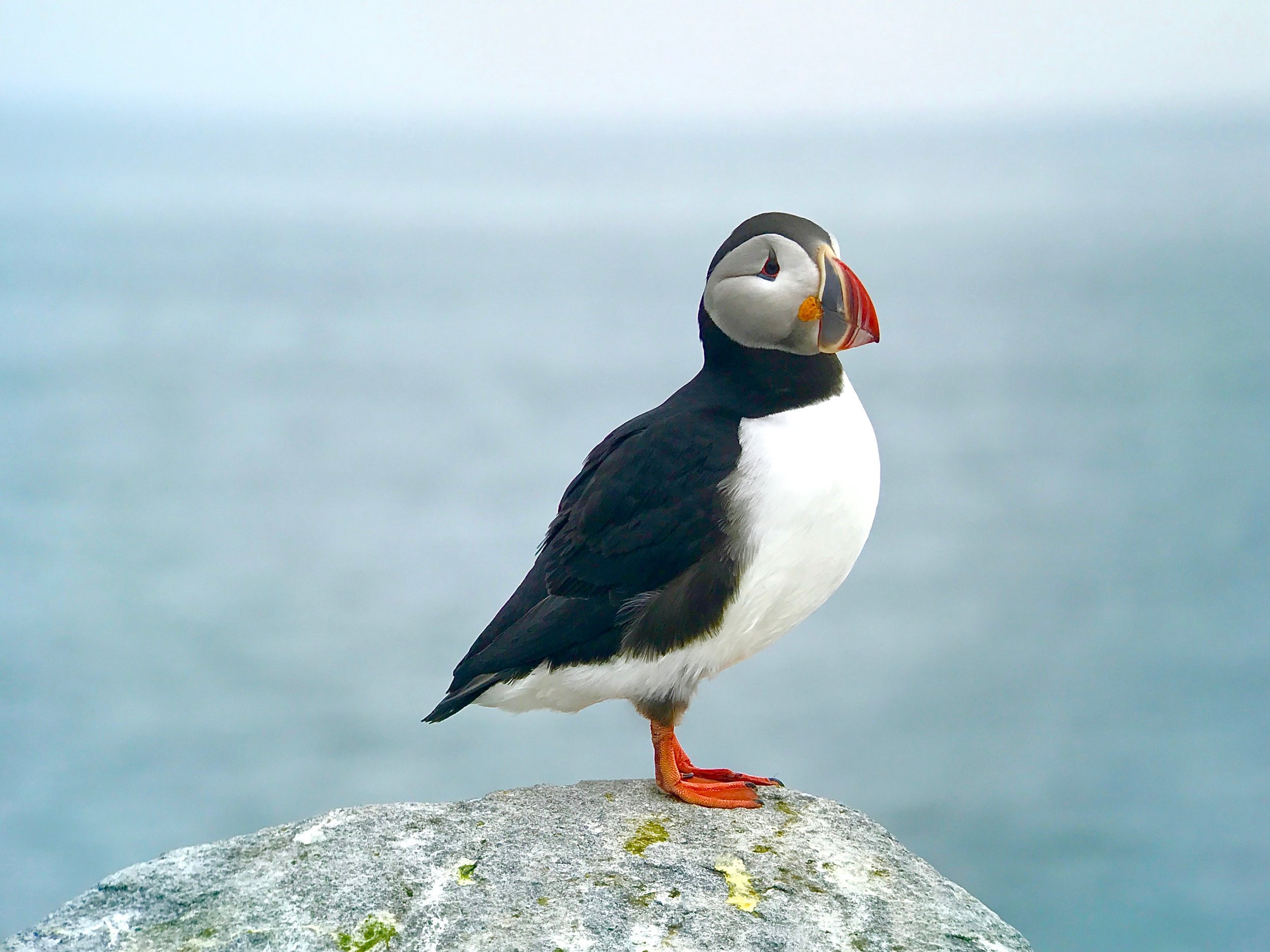 Store 1 — Gabriel Willow