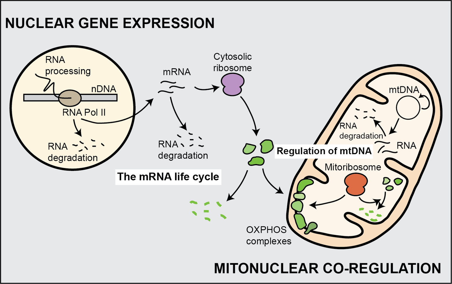 Research — CHURCHMAN LAB