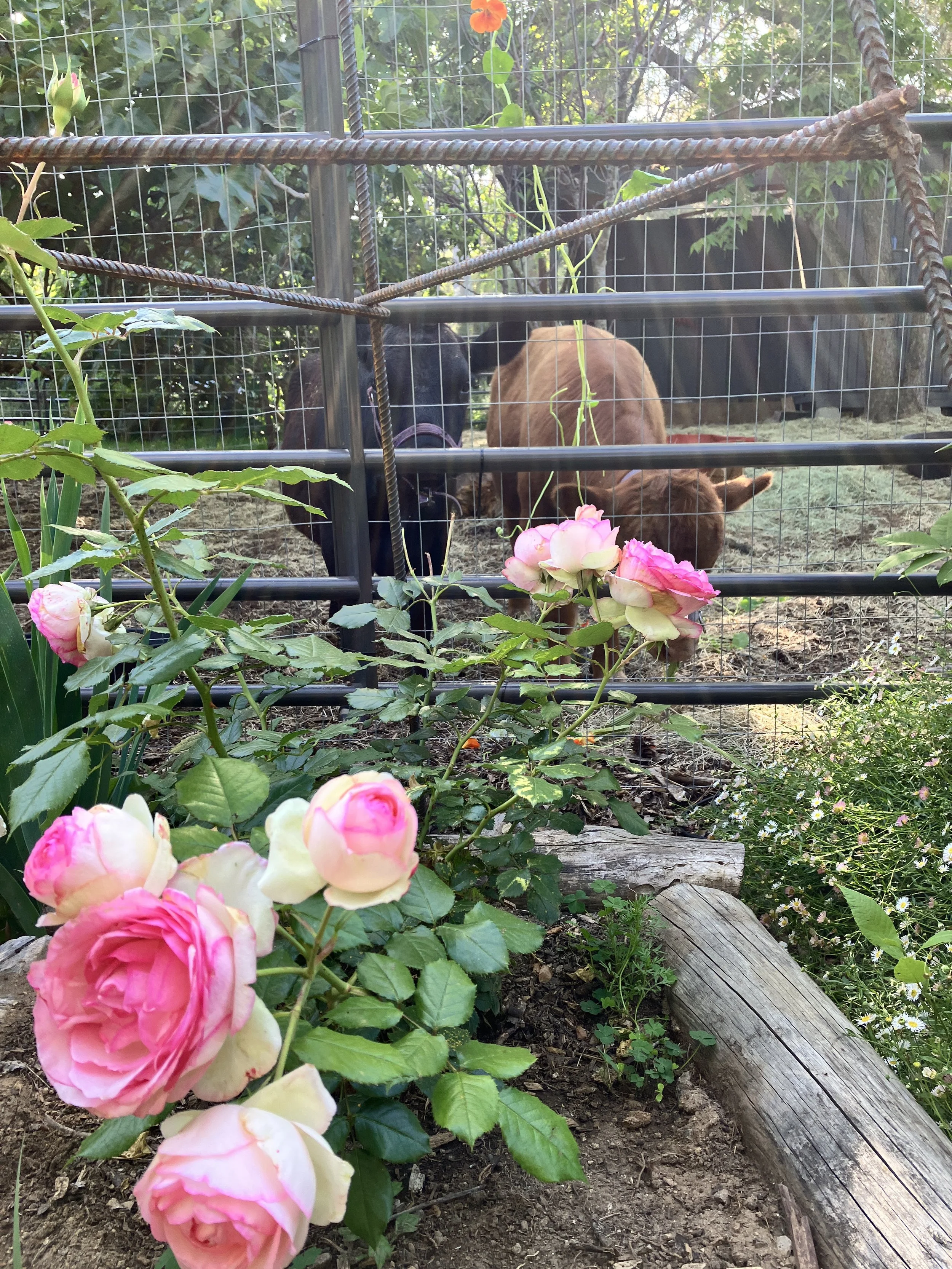 Hybrid Math 7 — Ms. Lisa's Farm School on Mt. Helix