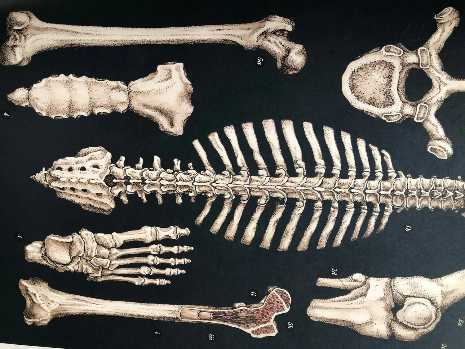 We are formed of over 200 bones, collectively known as the skeleton ...