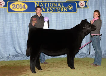 Sires — M Lazy Heart Ranch