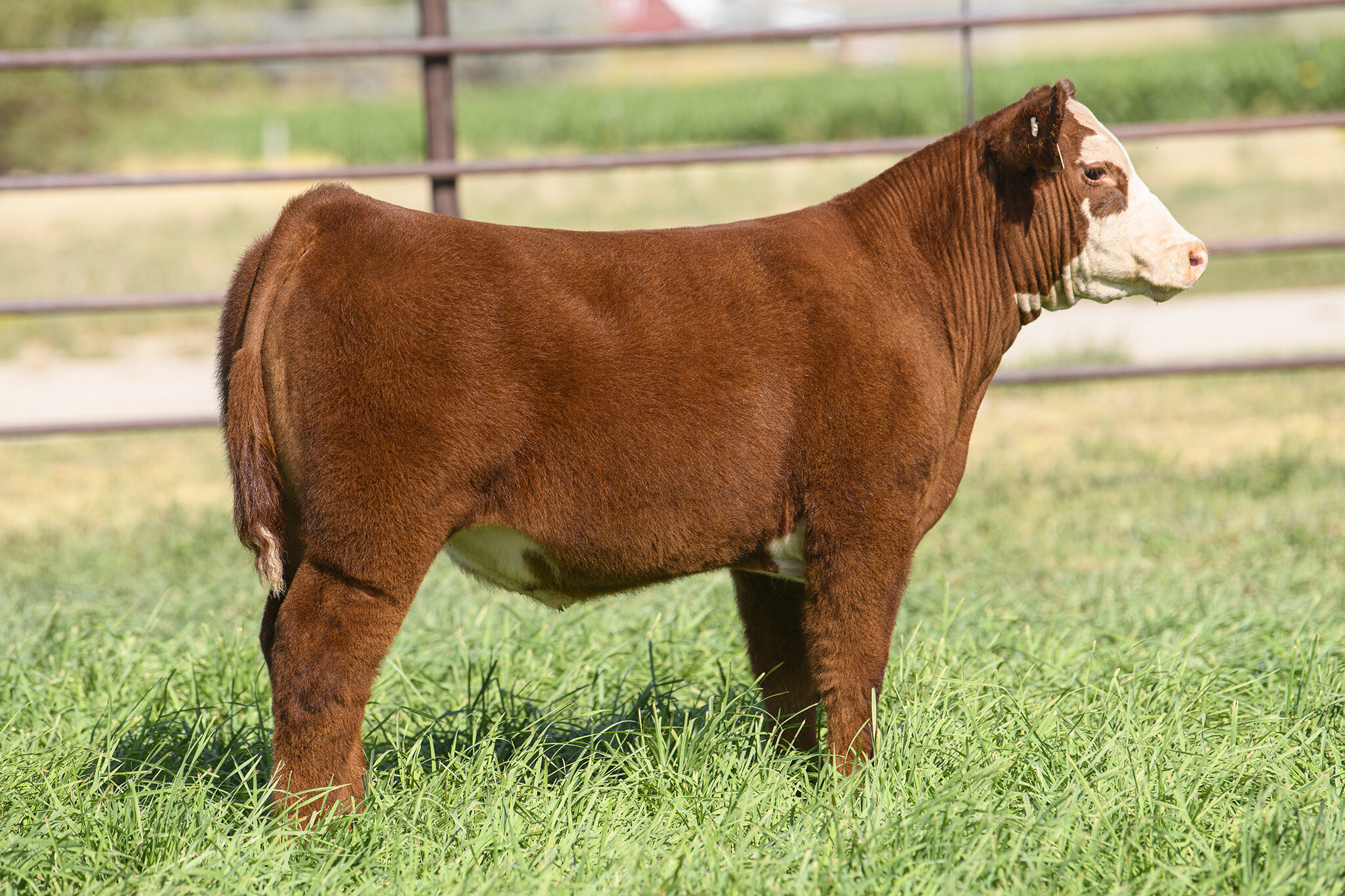 Sires — M Lazy Heart Ranch