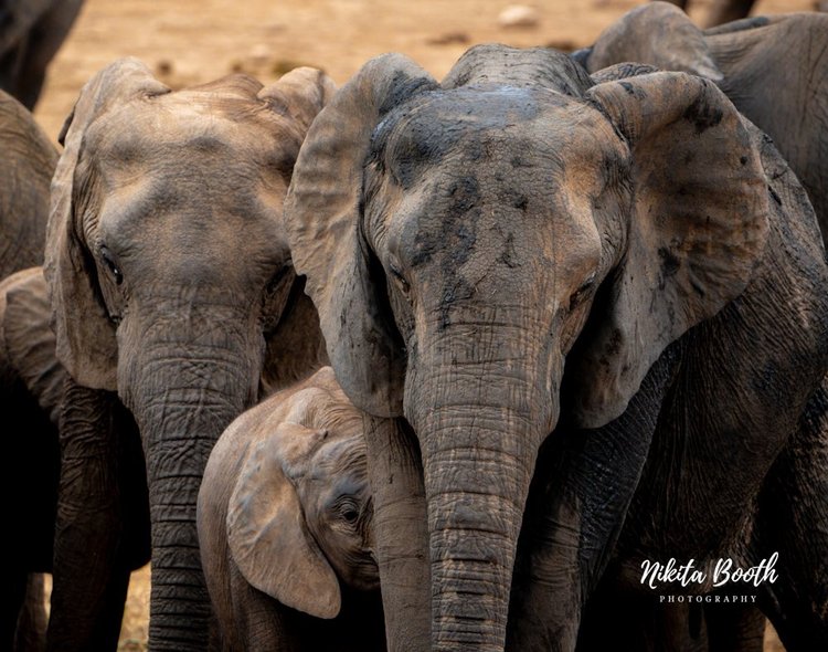 Wild Africa: A Photography Journey Through Beauty, Love, and Survival ...
