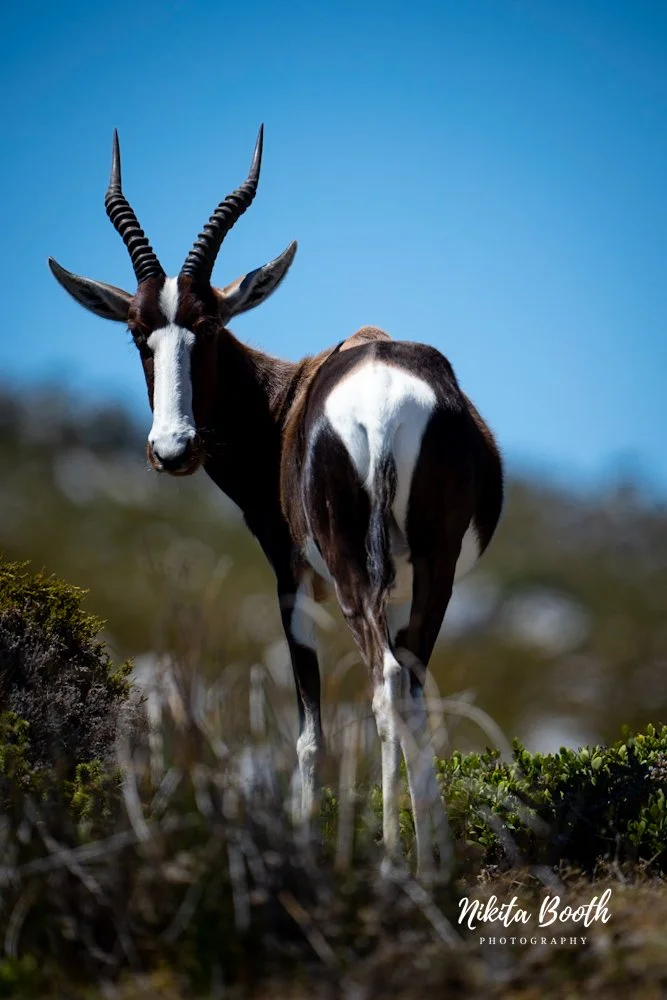 Wild Africa: A Photography Journey Through Beauty, Love, and Survival ...
