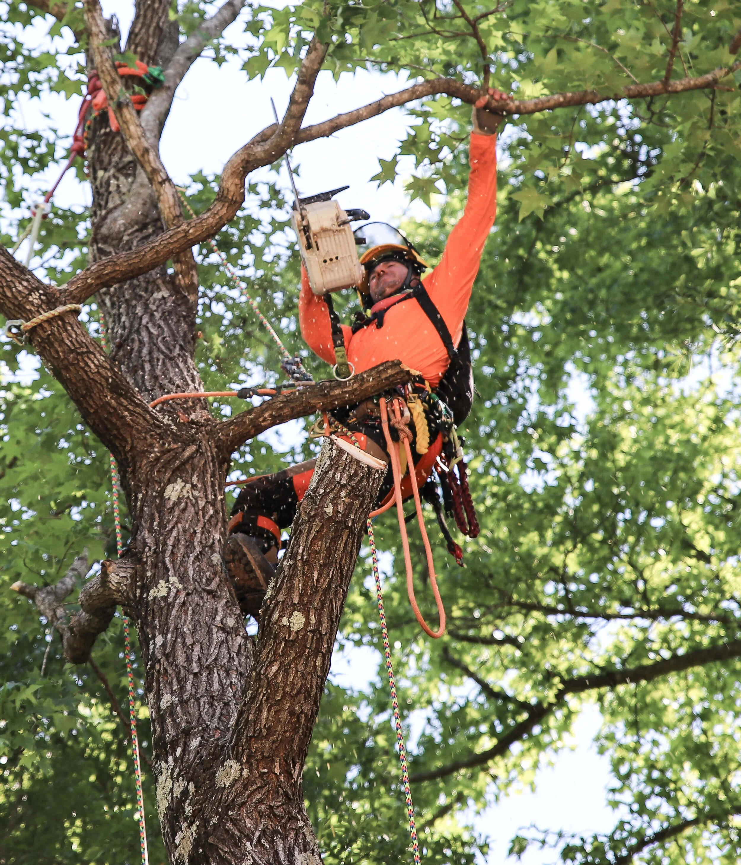 Tree Trimming & Pruning Services | Top Line Tree Services