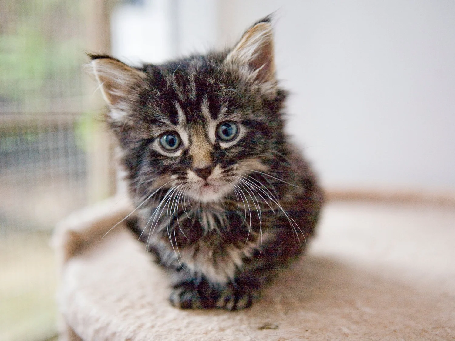 Happy Kitty Cat Training