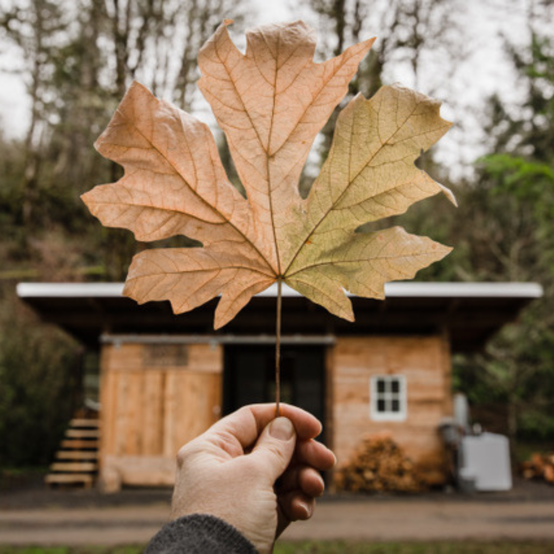 EVENTS — CAMP COLTON
