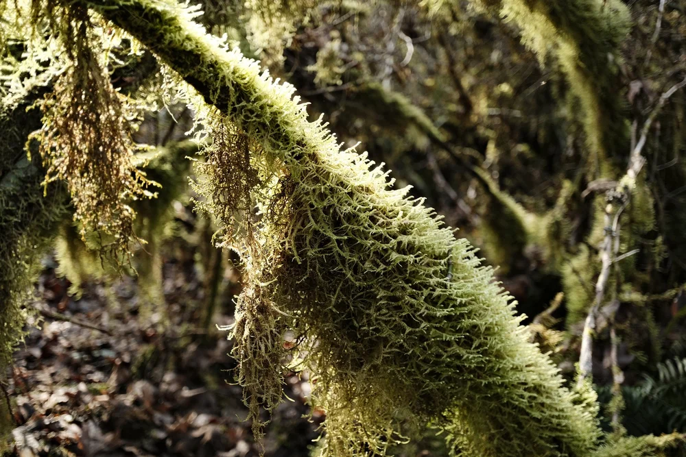 EVENTS — CAMP COLTON