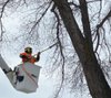 Pruning Elm Trees in Saskatchewan: Important Guidelines — Your West ...