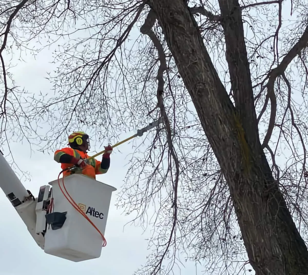 Pruning Elm Trees in Saskatchewan: Important Guidelines — Your West ...