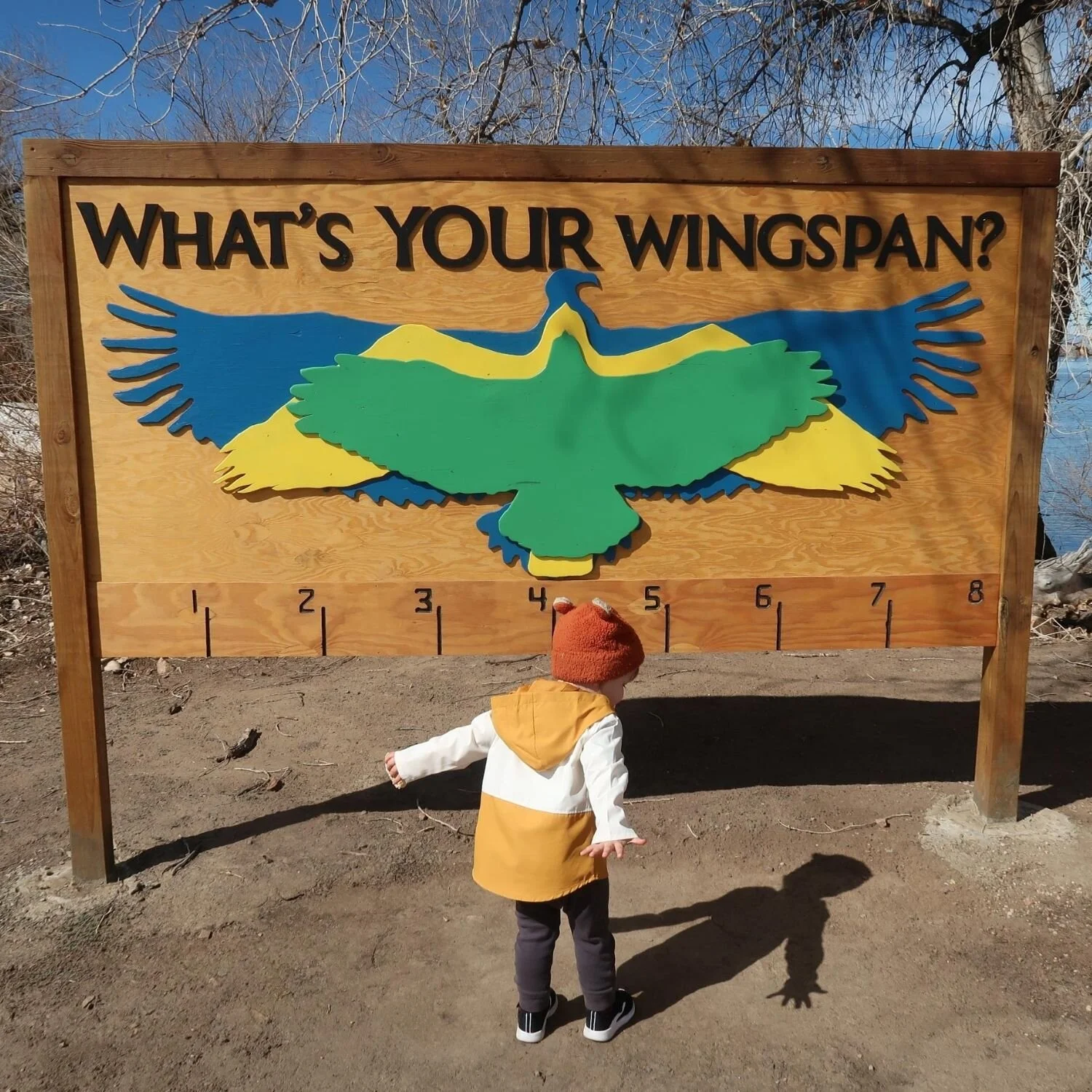 Predators of the Sky: Raptors of North America — WildKind