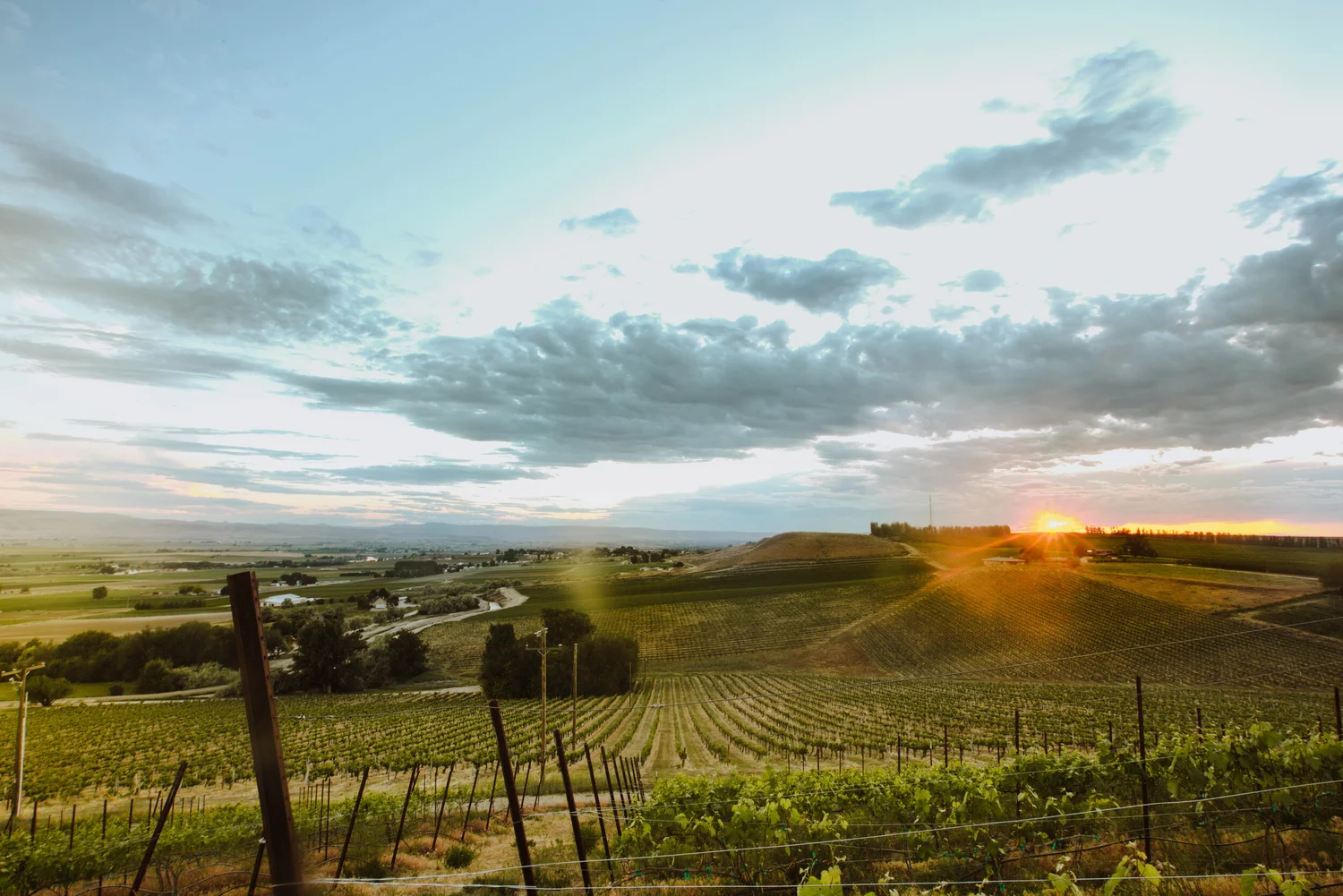 Cuesta Sol Vineyards