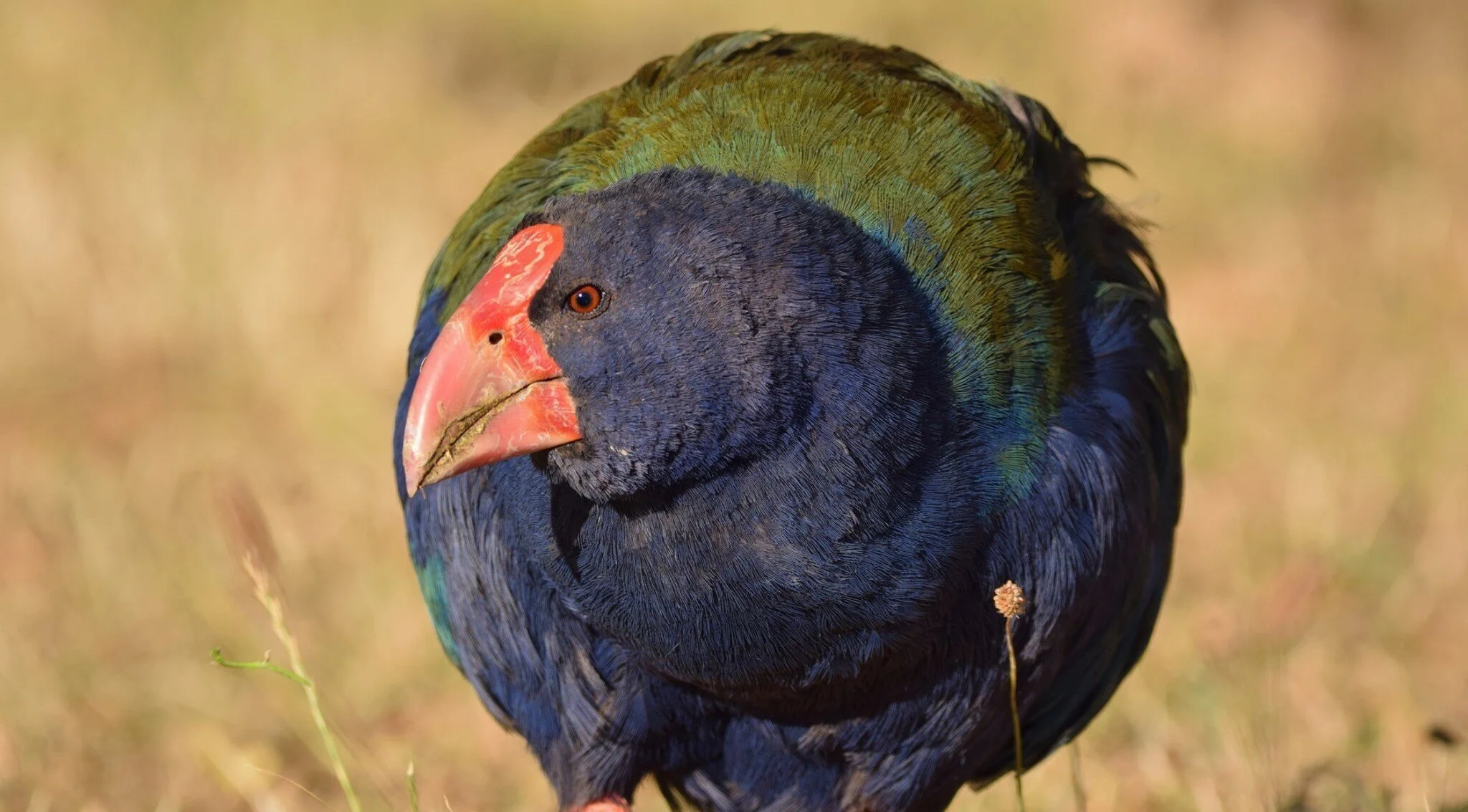 Wildlife on Motutapu Island — Motutapu Outdoor Education Camp