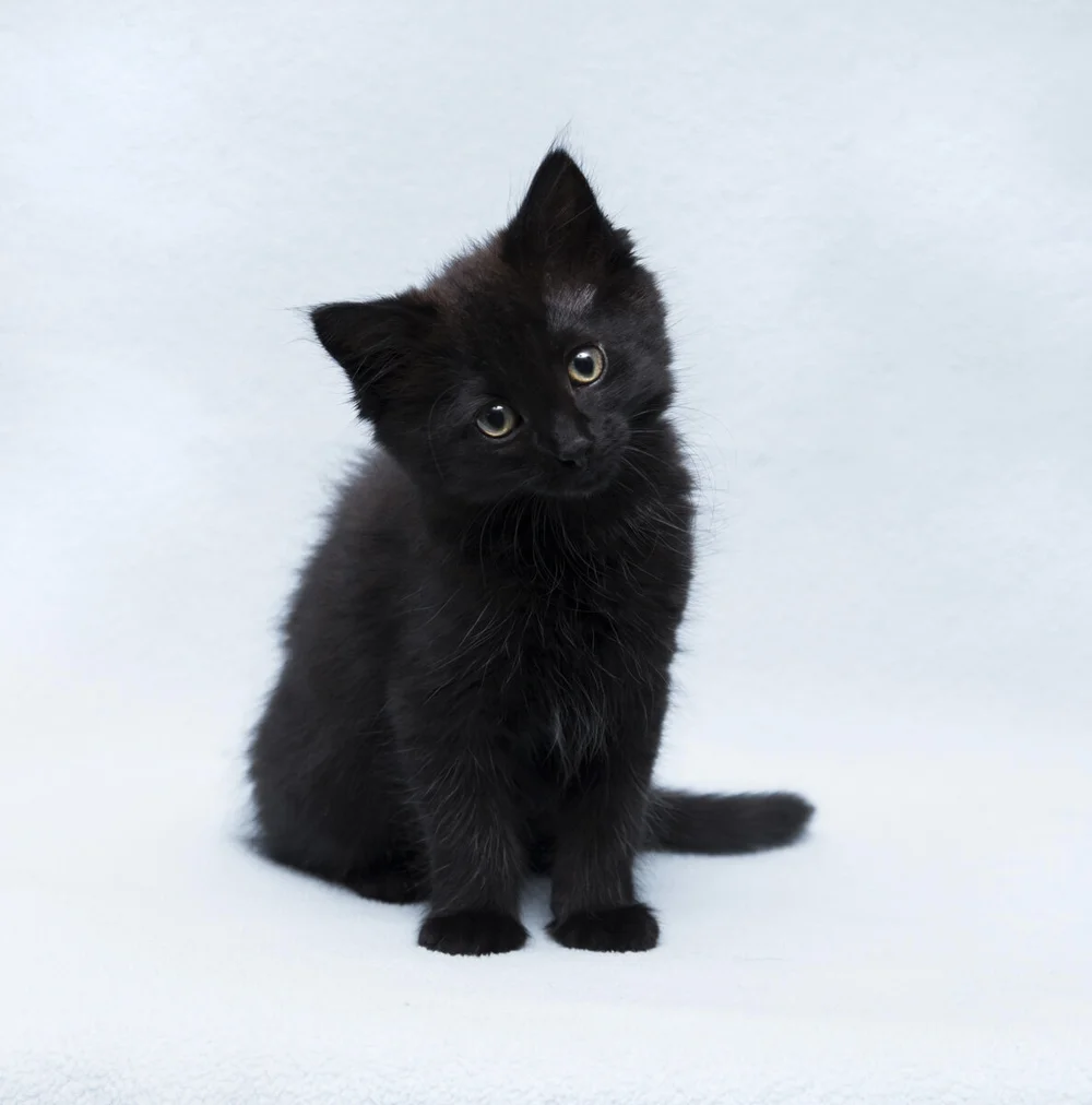 Cute Fluffy Black Kittens
