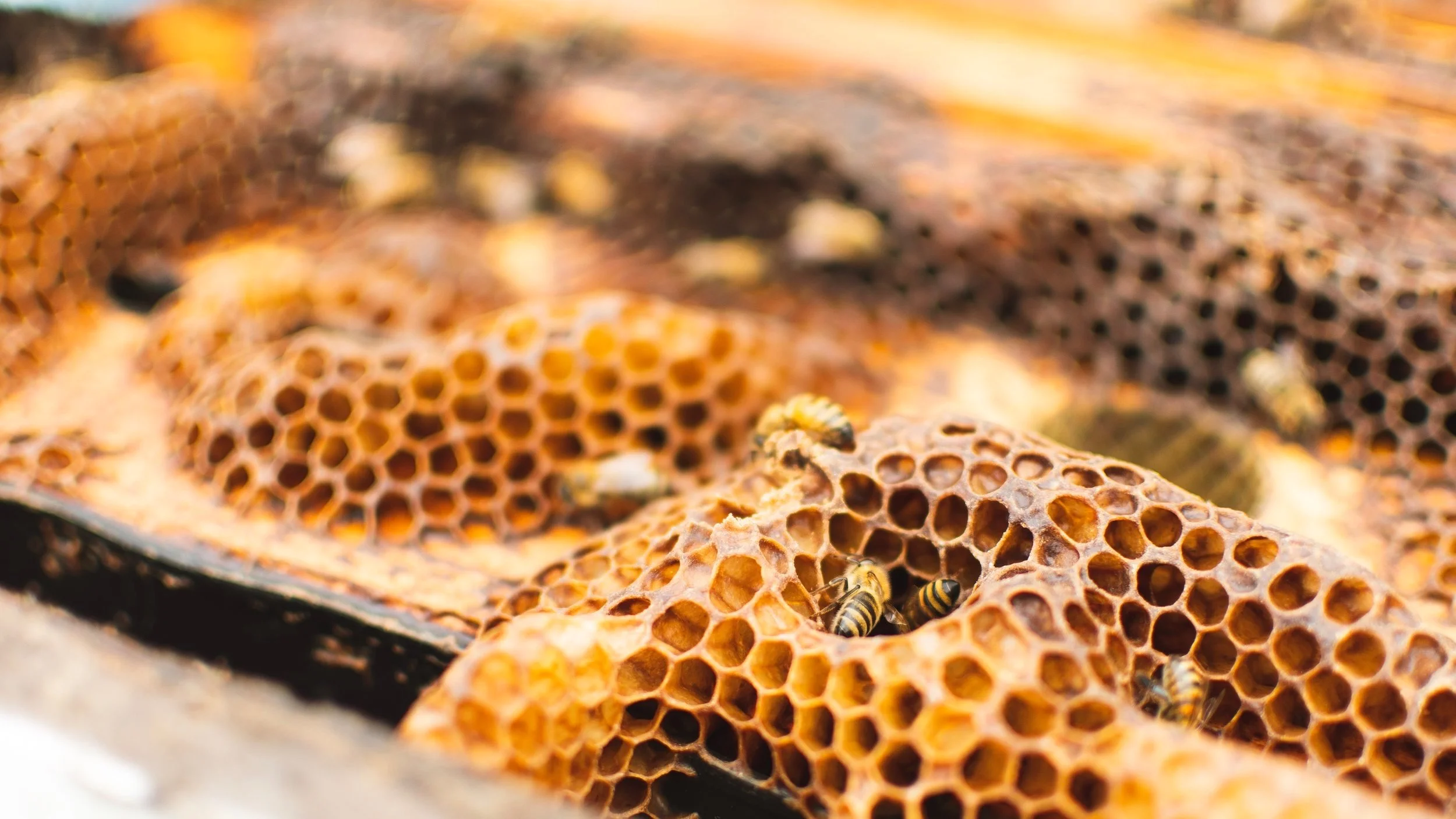 About 1 — HiveTech Solutions