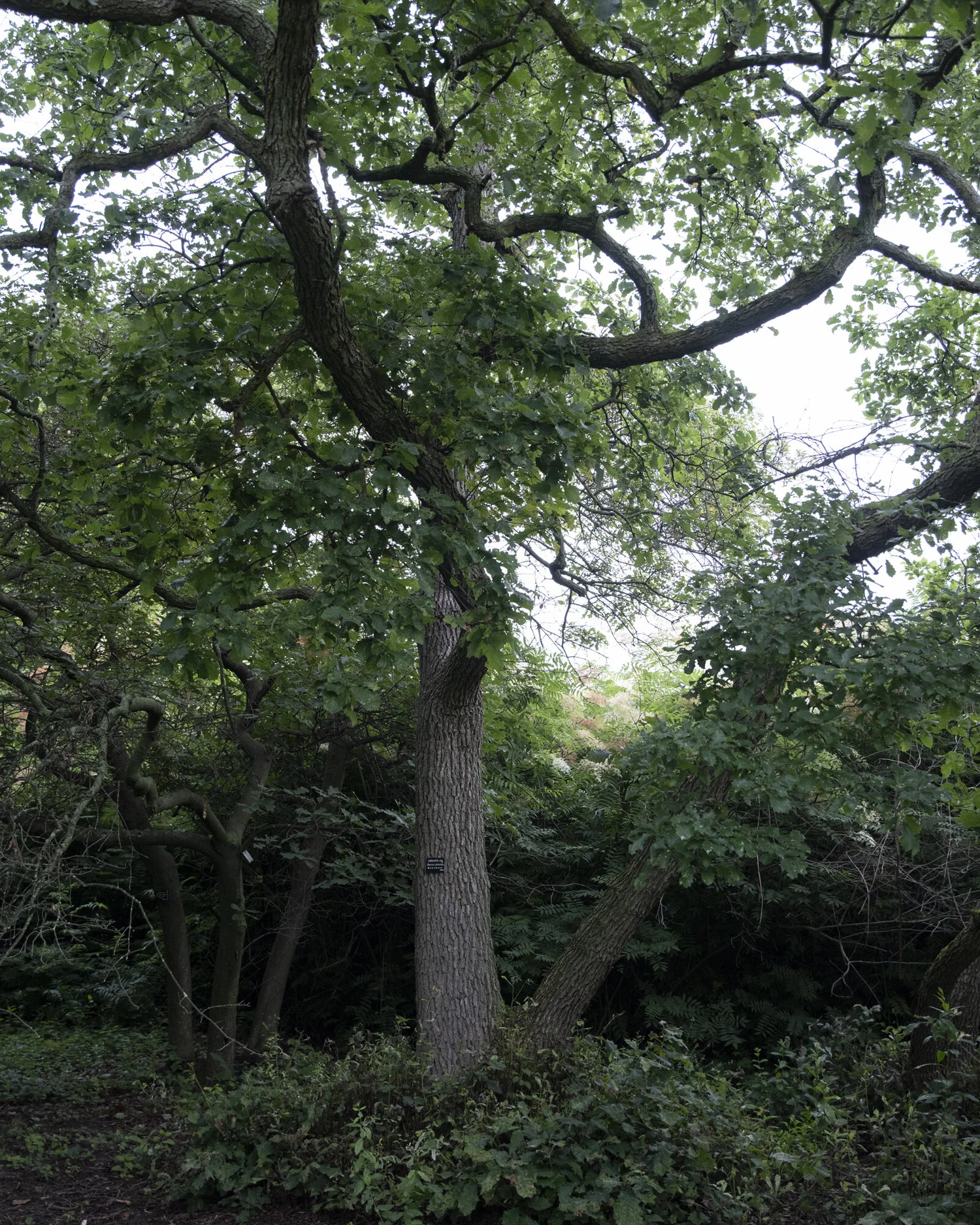 Dwarf Chinkapin Oak — Gathering Growth