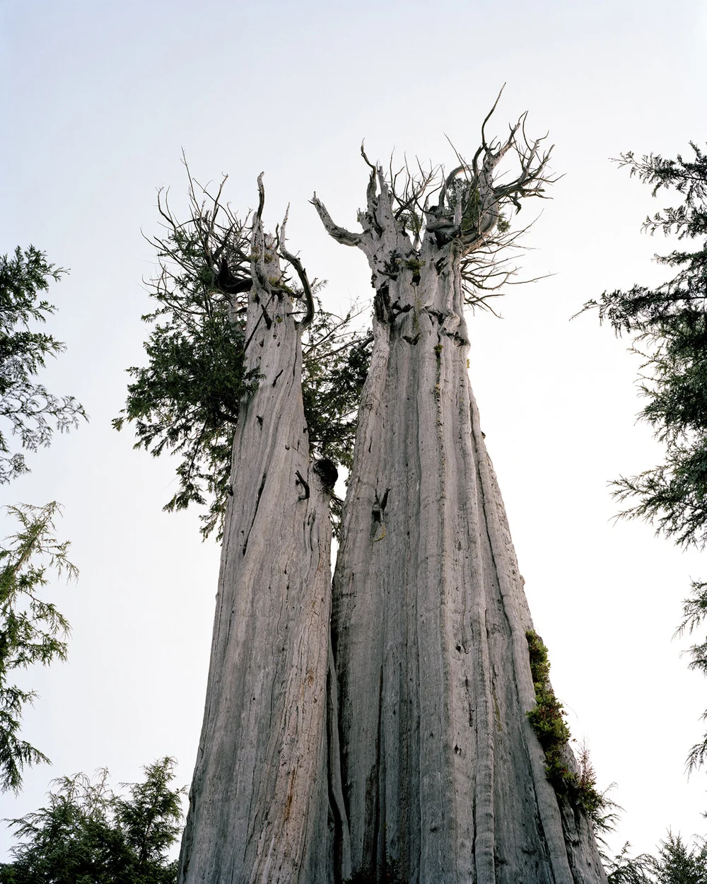 Tallest Western Red Cedar Duncan Memorial Big Cedar Tree Olympic