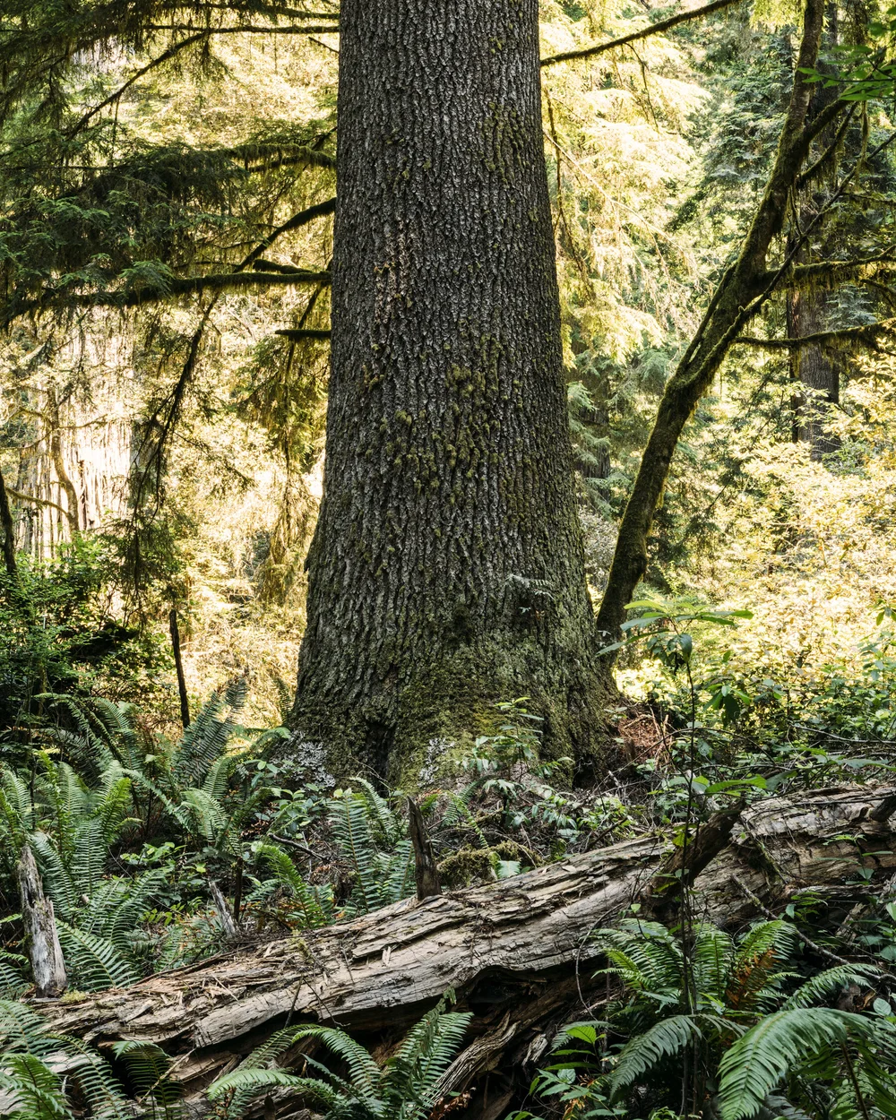 Grand Fir — Gathering Growth