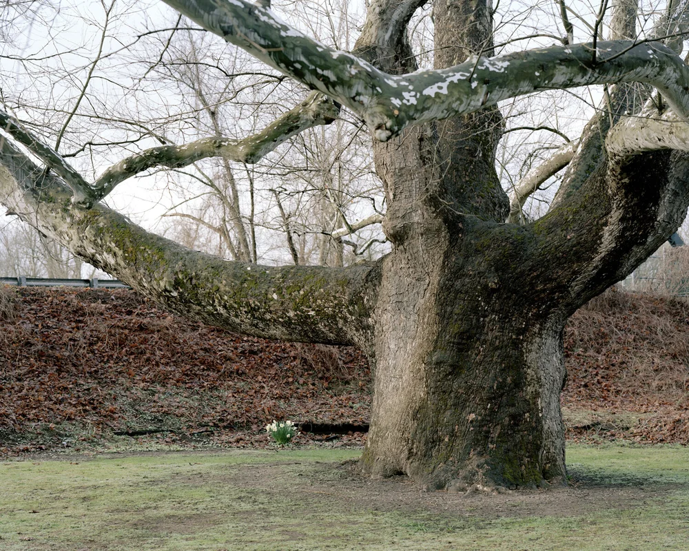 Pinchot Sycamore — Gathering Growth
