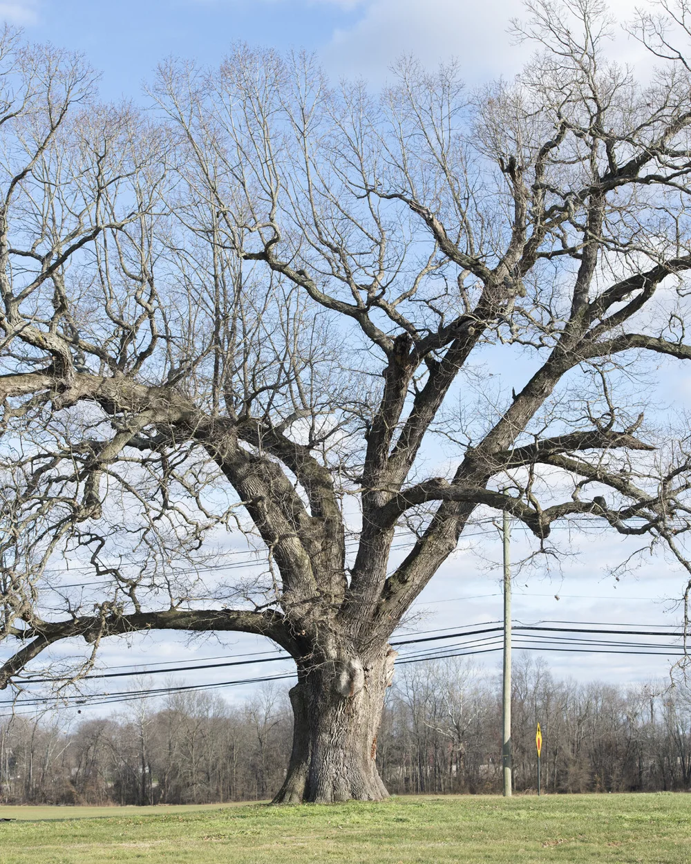 Keeler Oak — Gathering Growth
