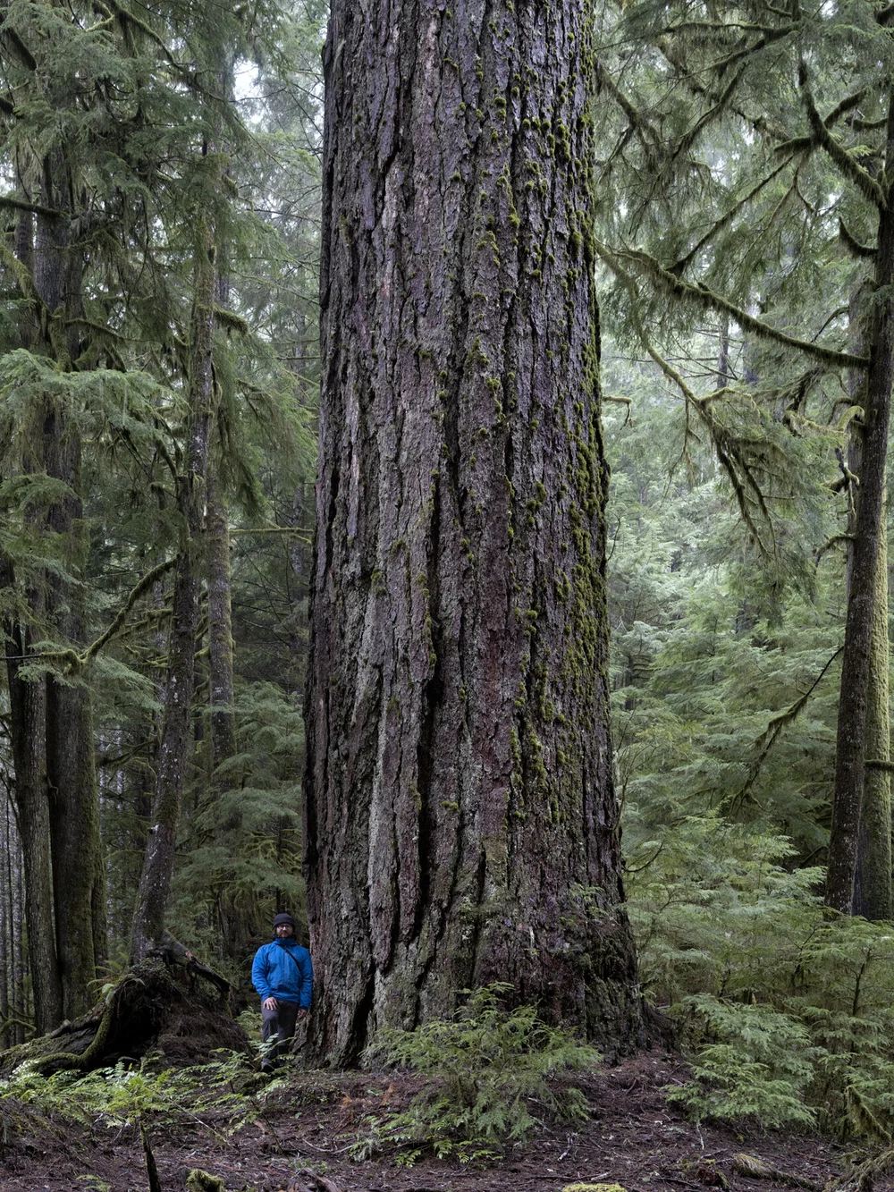 Grandma Tree — Gathering Growth