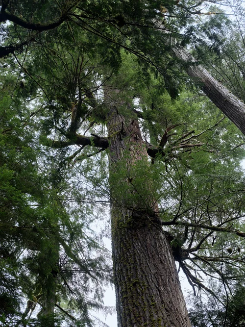 The Doerner Fir — Gathering Growth