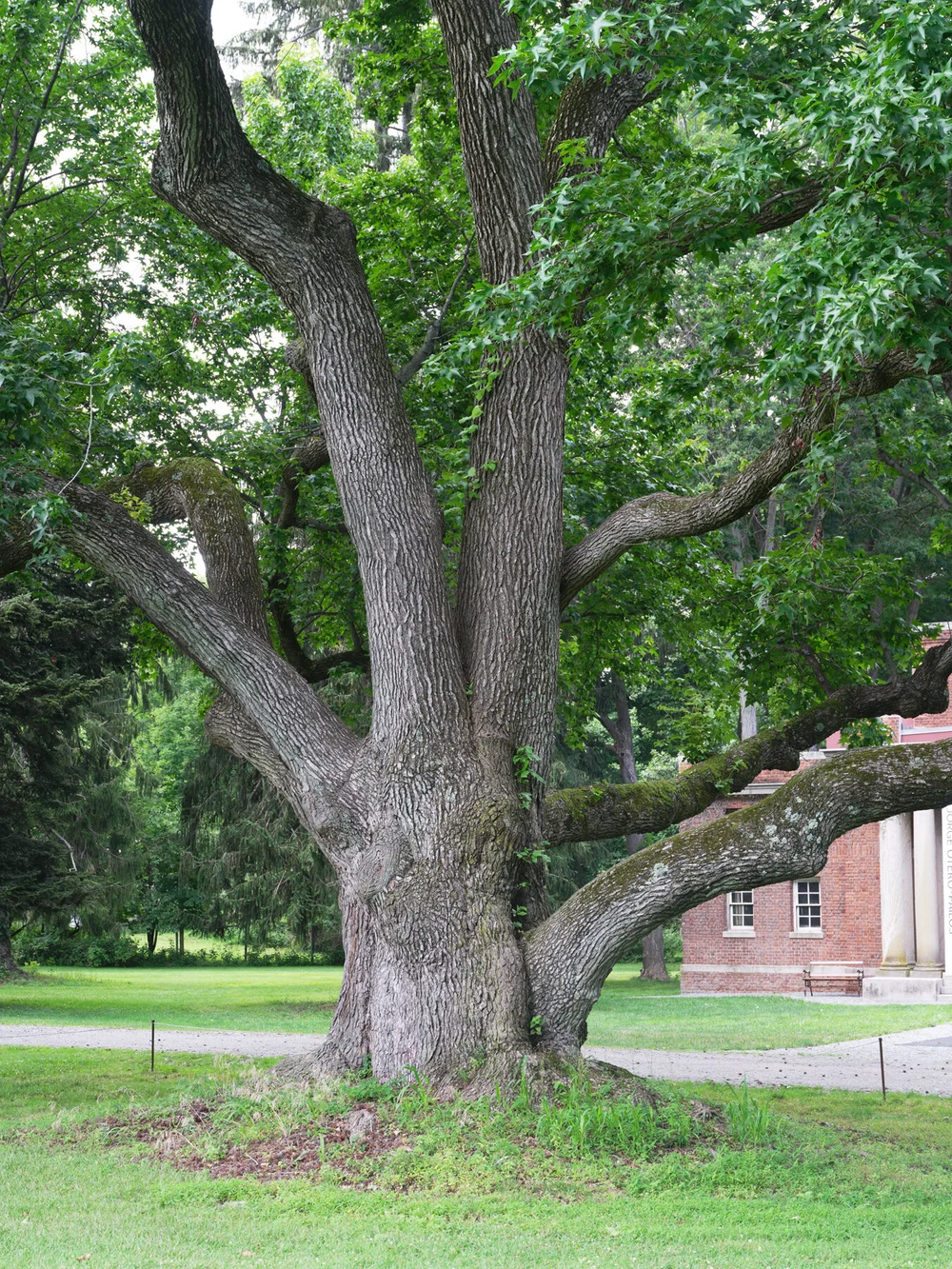Lyndhurst Sweet Gum — Gathering Growth
