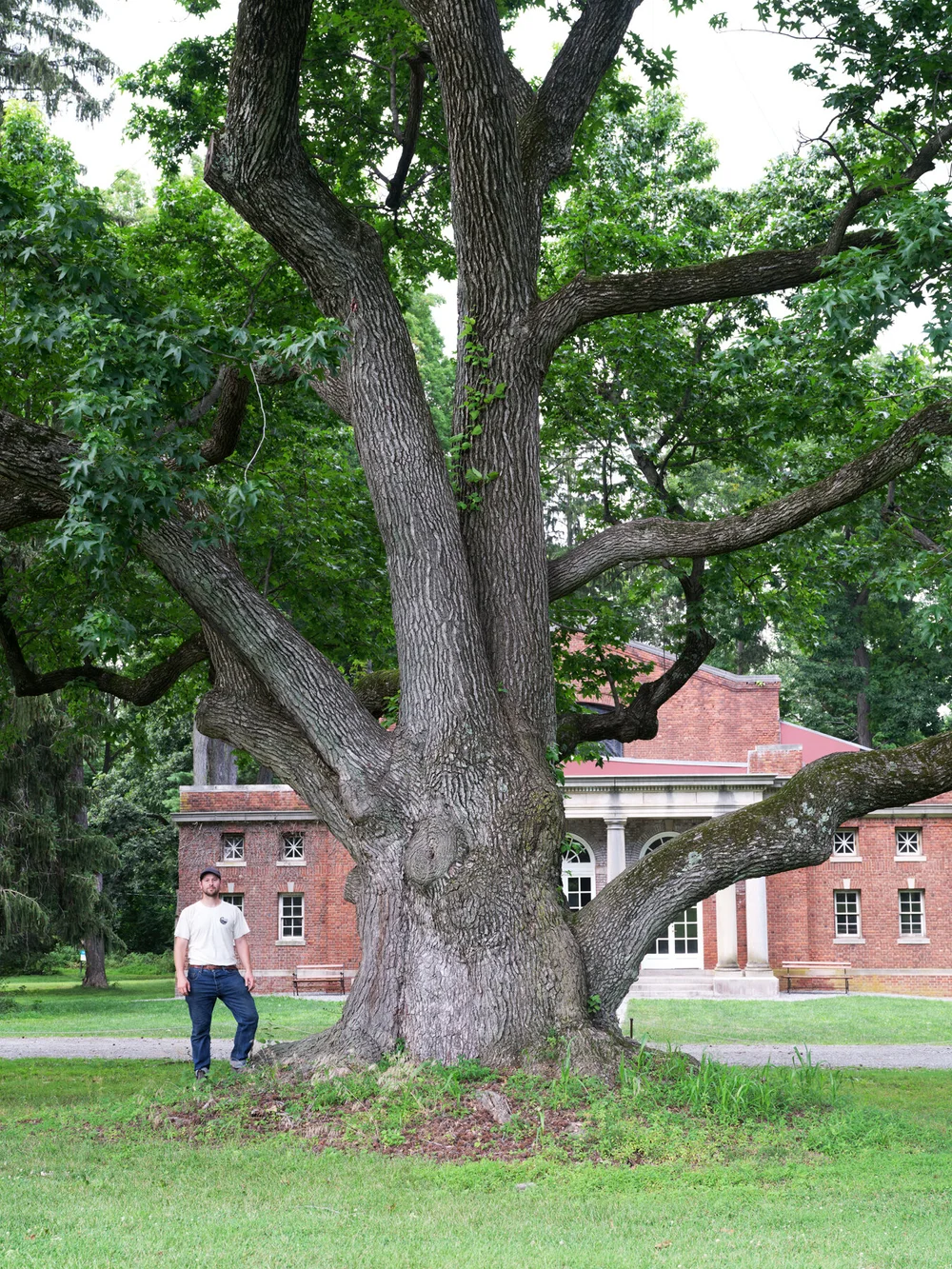 Lyndhurst Sweet Gum — Gathering Growth