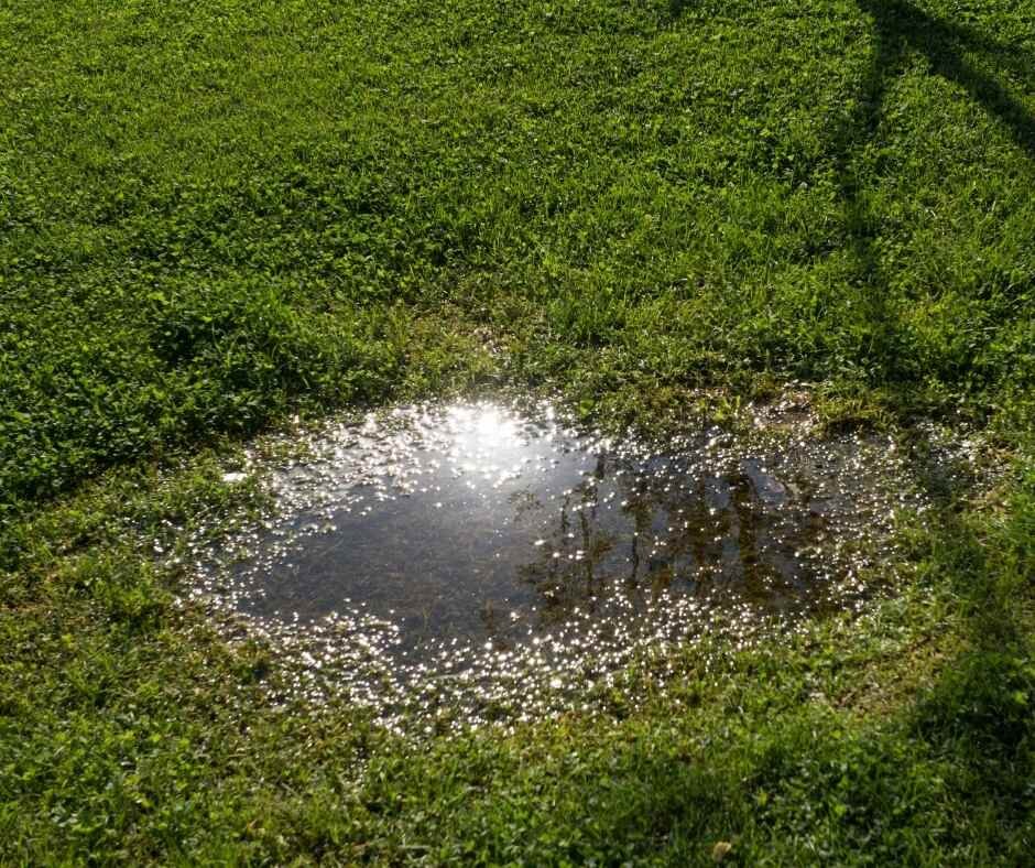How to Revive a Lawn That Has Been Overwatered - 5 Essential Steps for ...