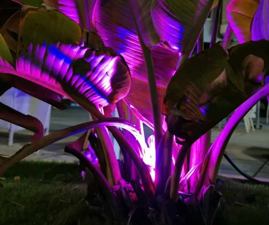 We offer customizable, color-changing outdoor lights that allow ...