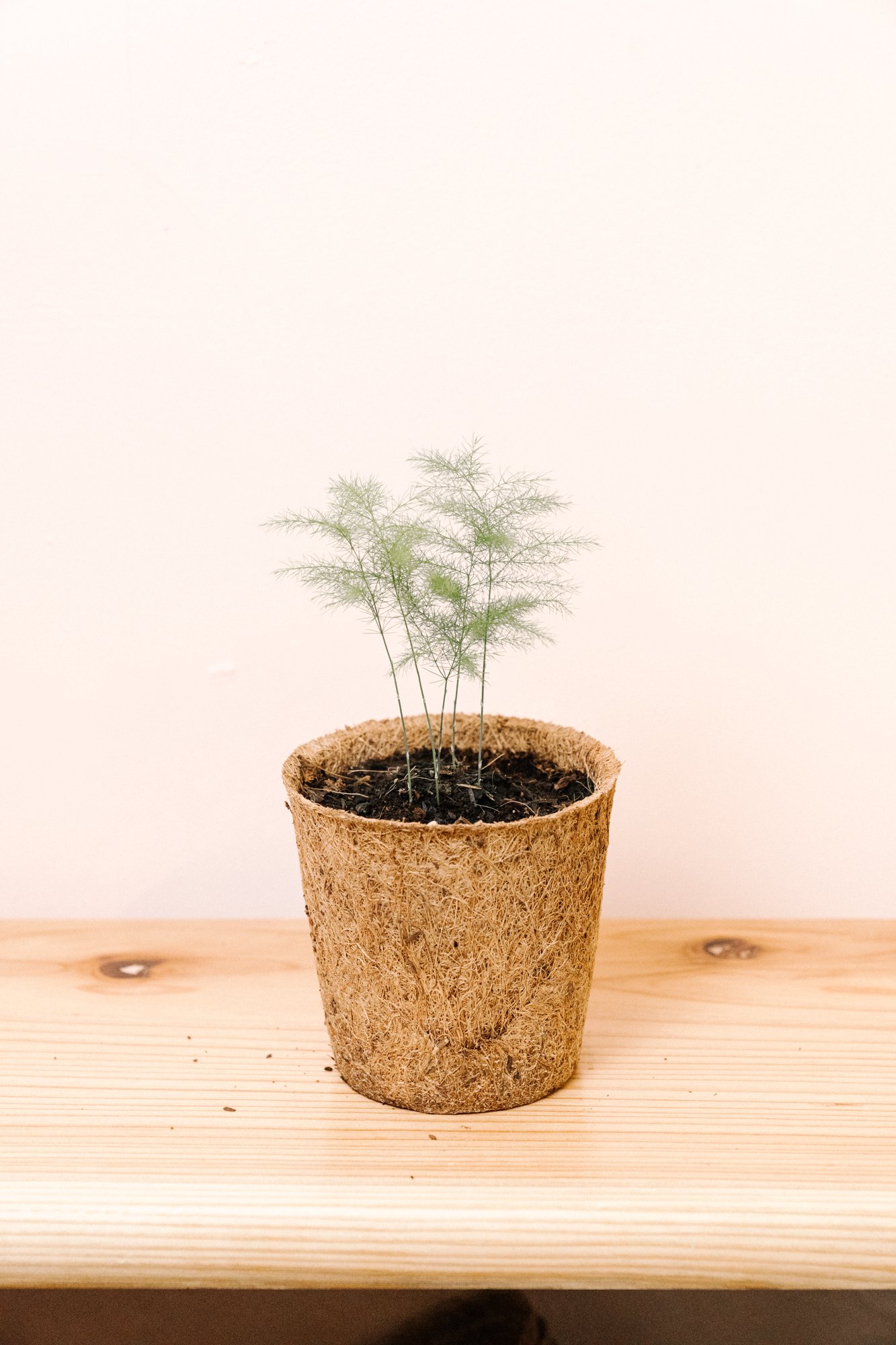 Small Plants