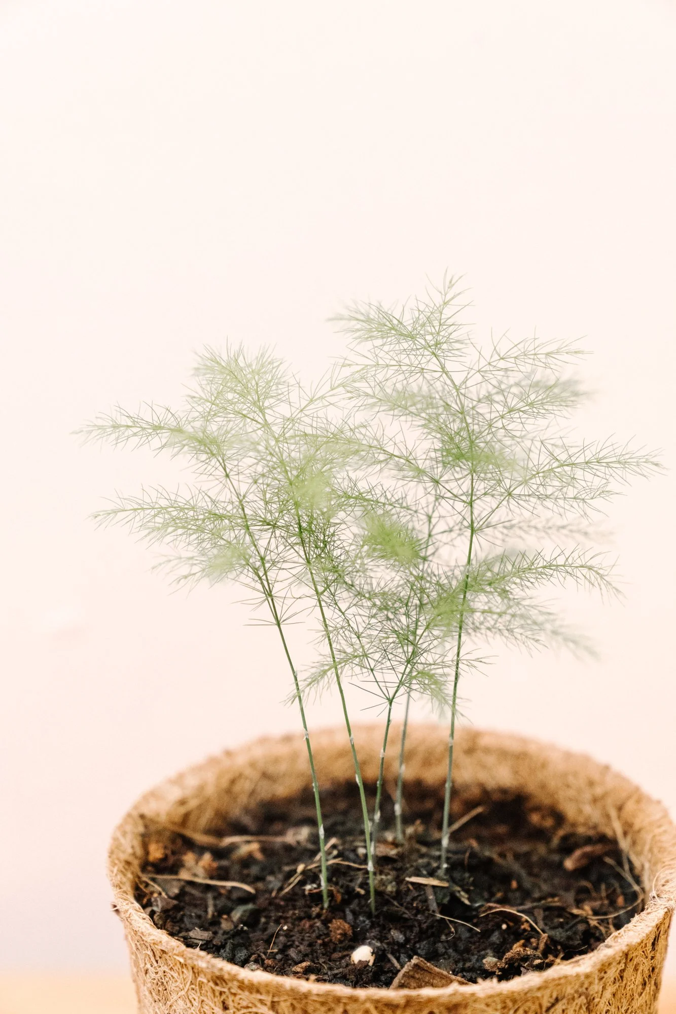 Small Plants