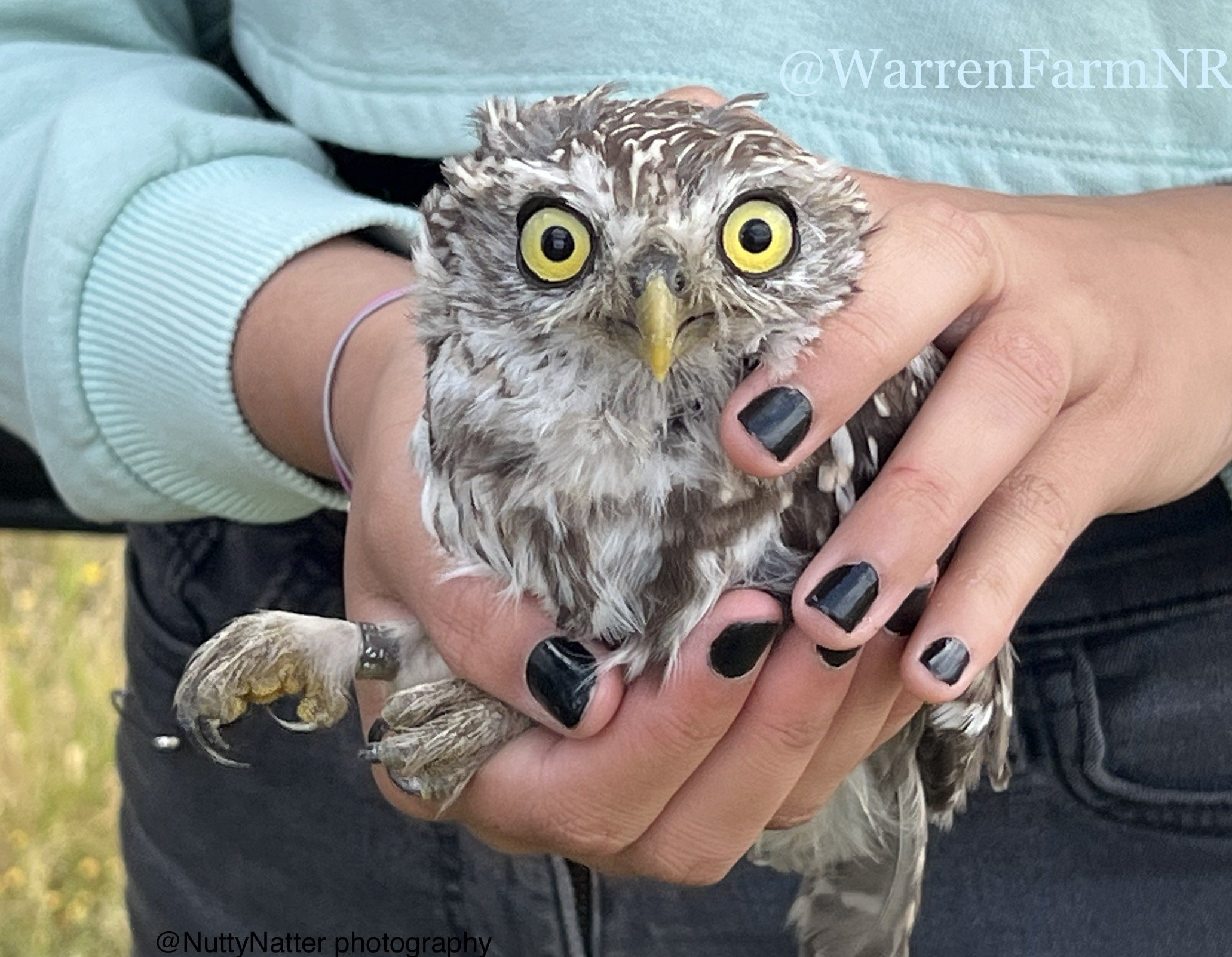 Nature at Warren Farm — Warren Farm Nature Reserve