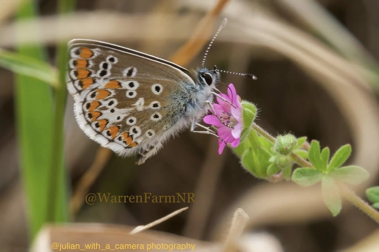 Nature at Warren Farm — Warren Farm Nature Reserve