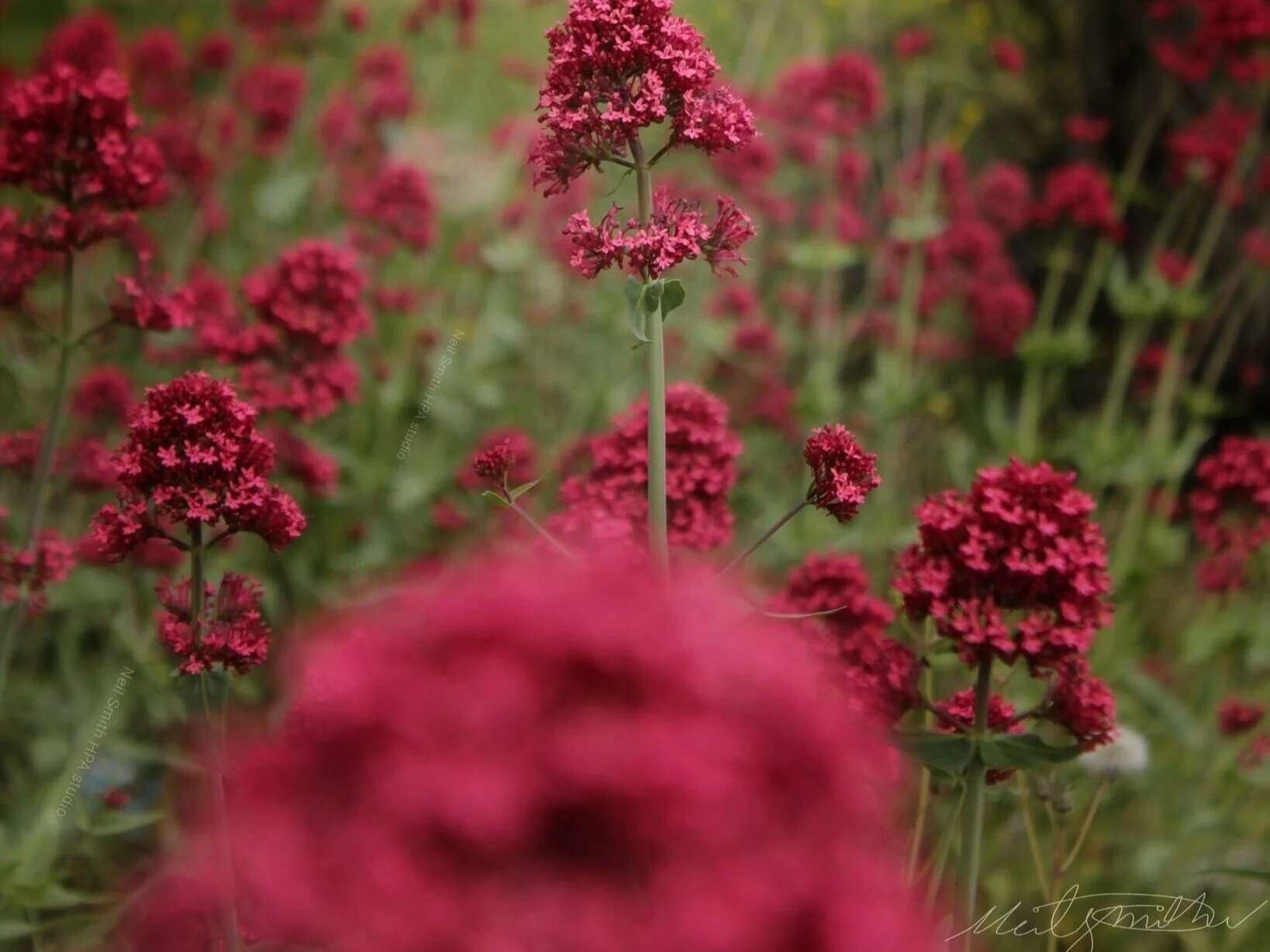 Nature at Warren Farm — Warren Farm Nature Reserve
