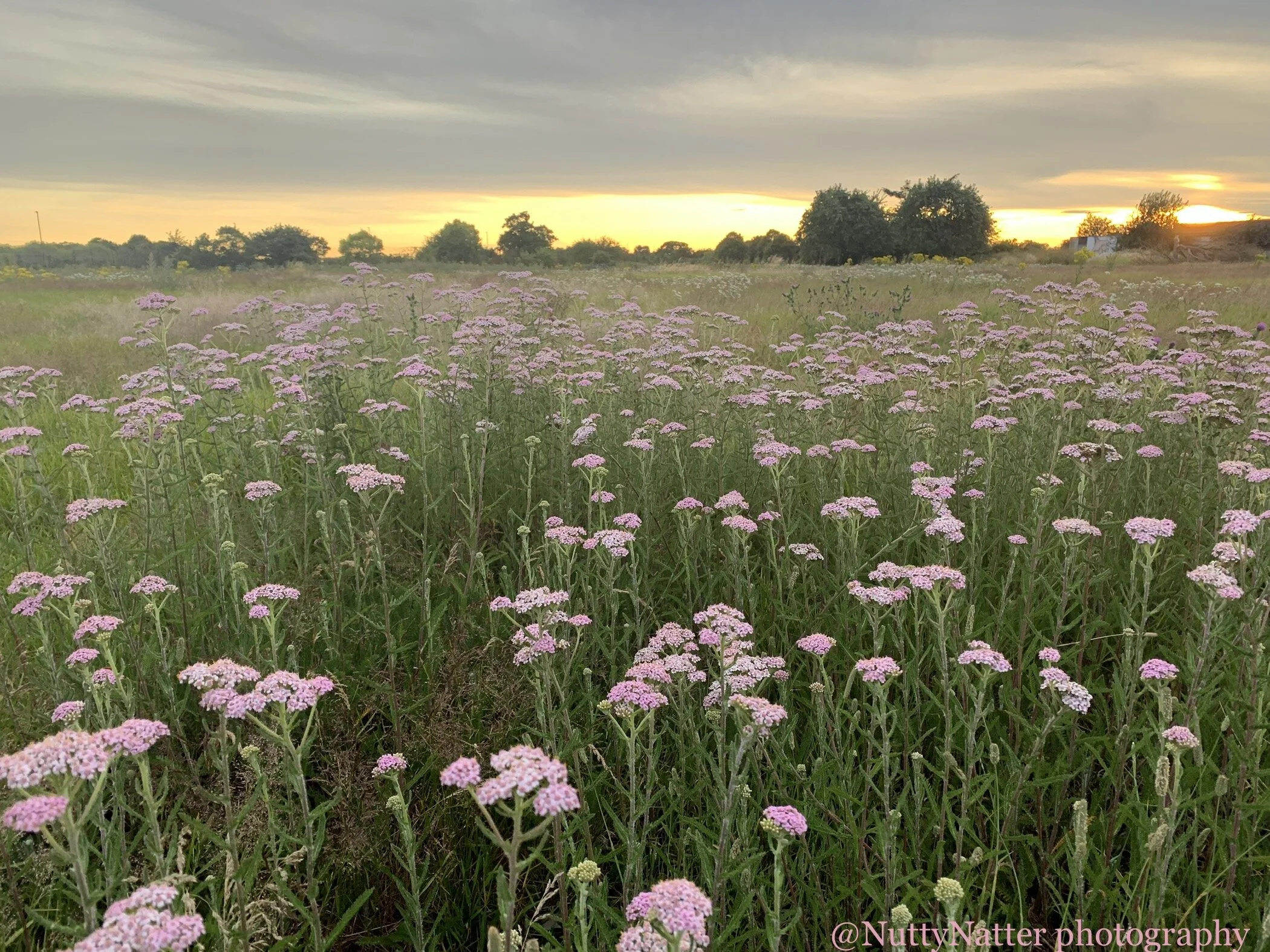 Nature at Warren Farm — Warren Farm Nature Reserve