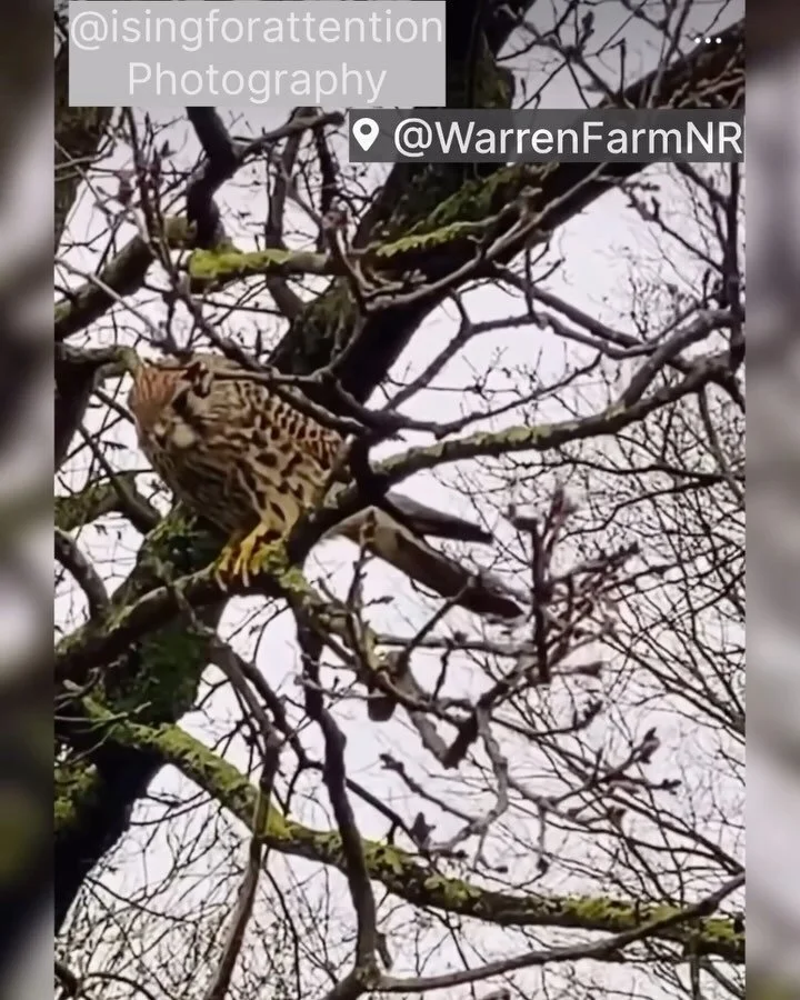 Warren Farm Nature Reserve