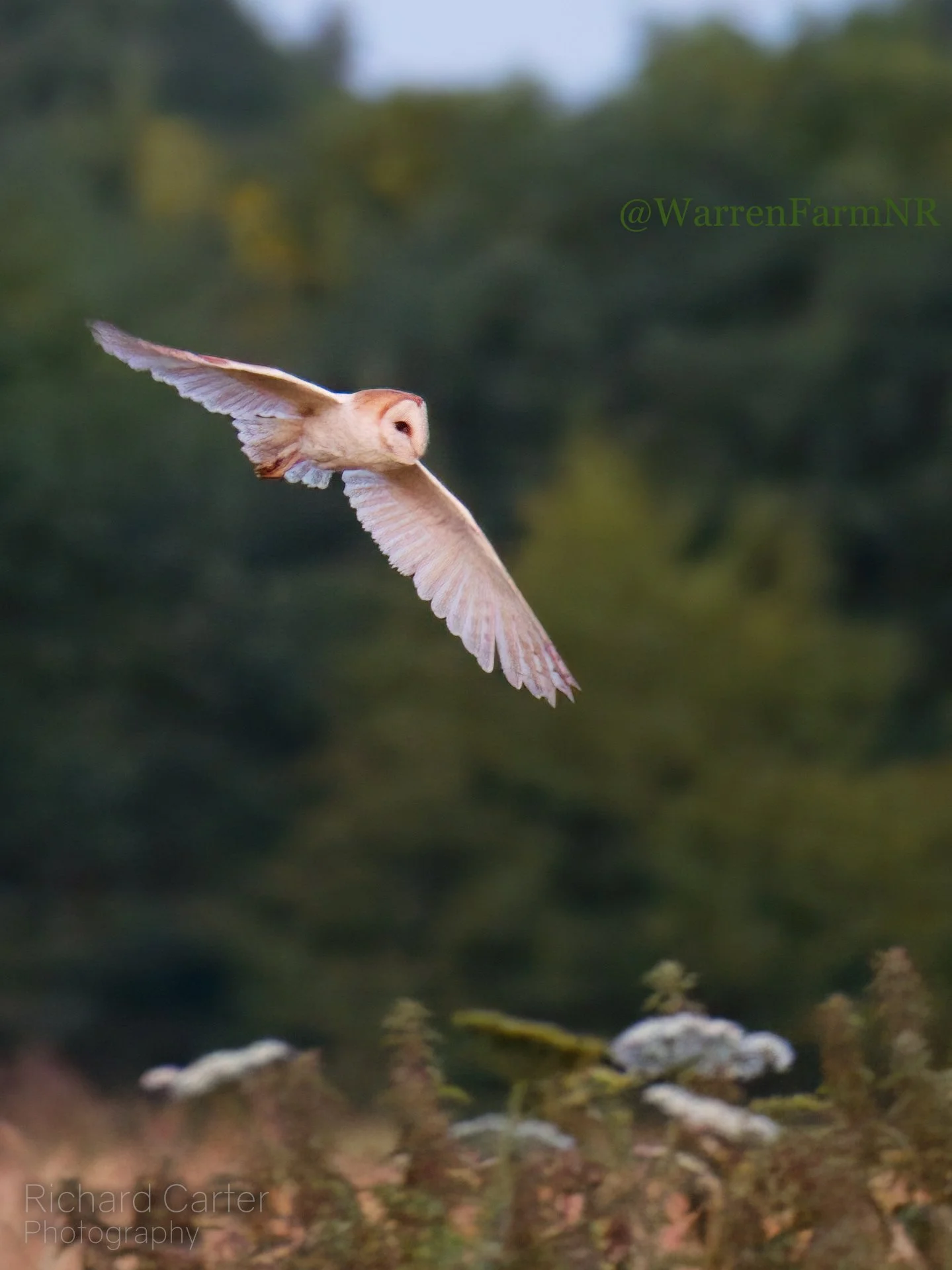 Nature at Warren Farm — Warren Farm Nature Reserve