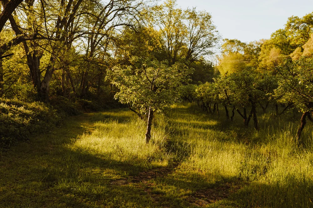 Apple Valley