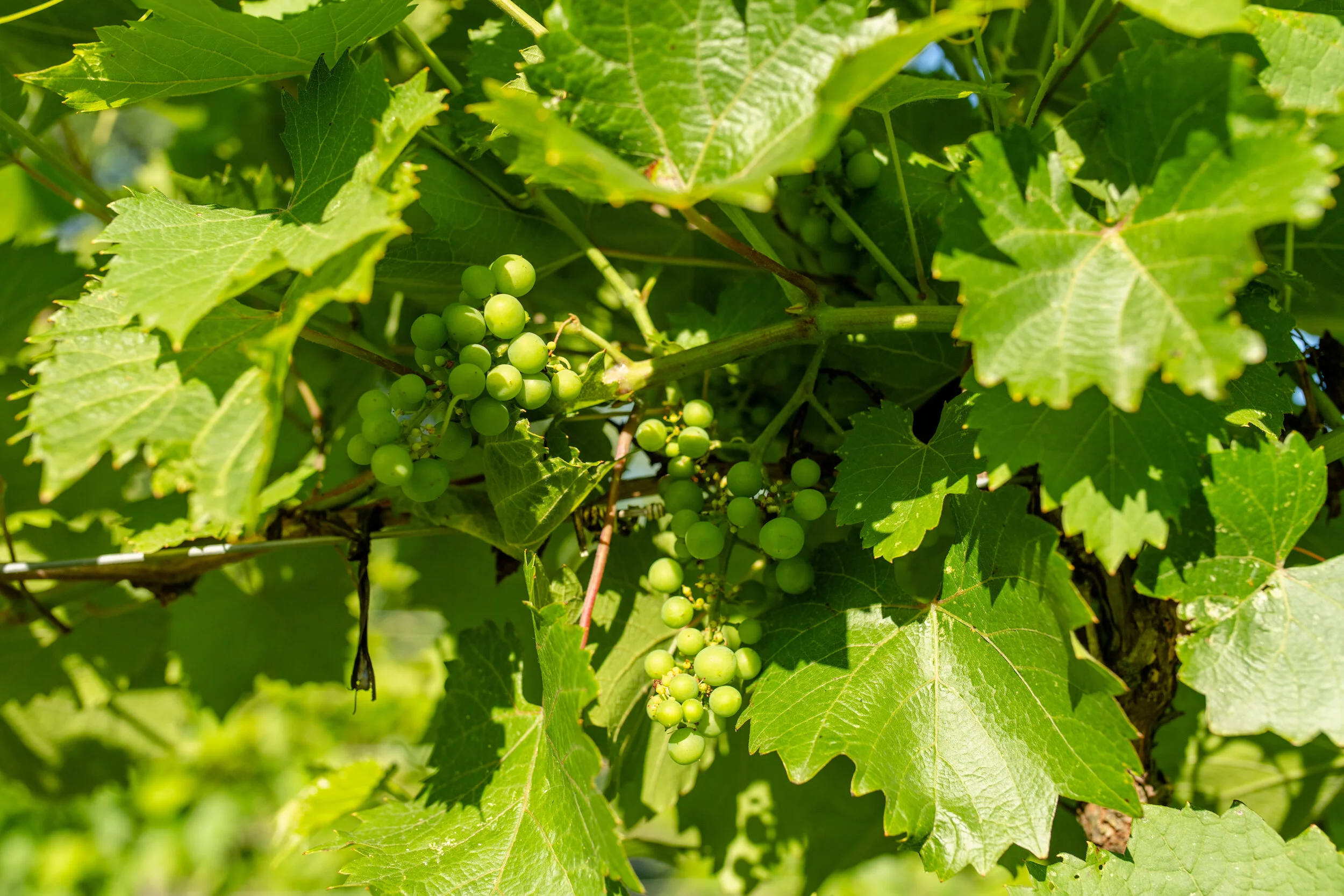 Hanover Winery