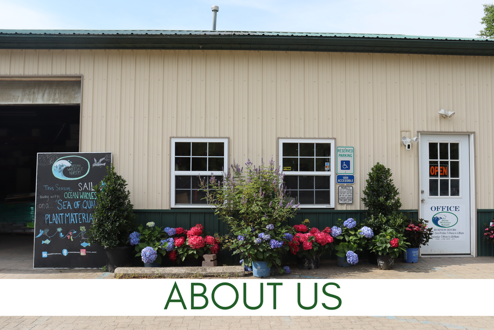 Ocean Wholesale Nursery