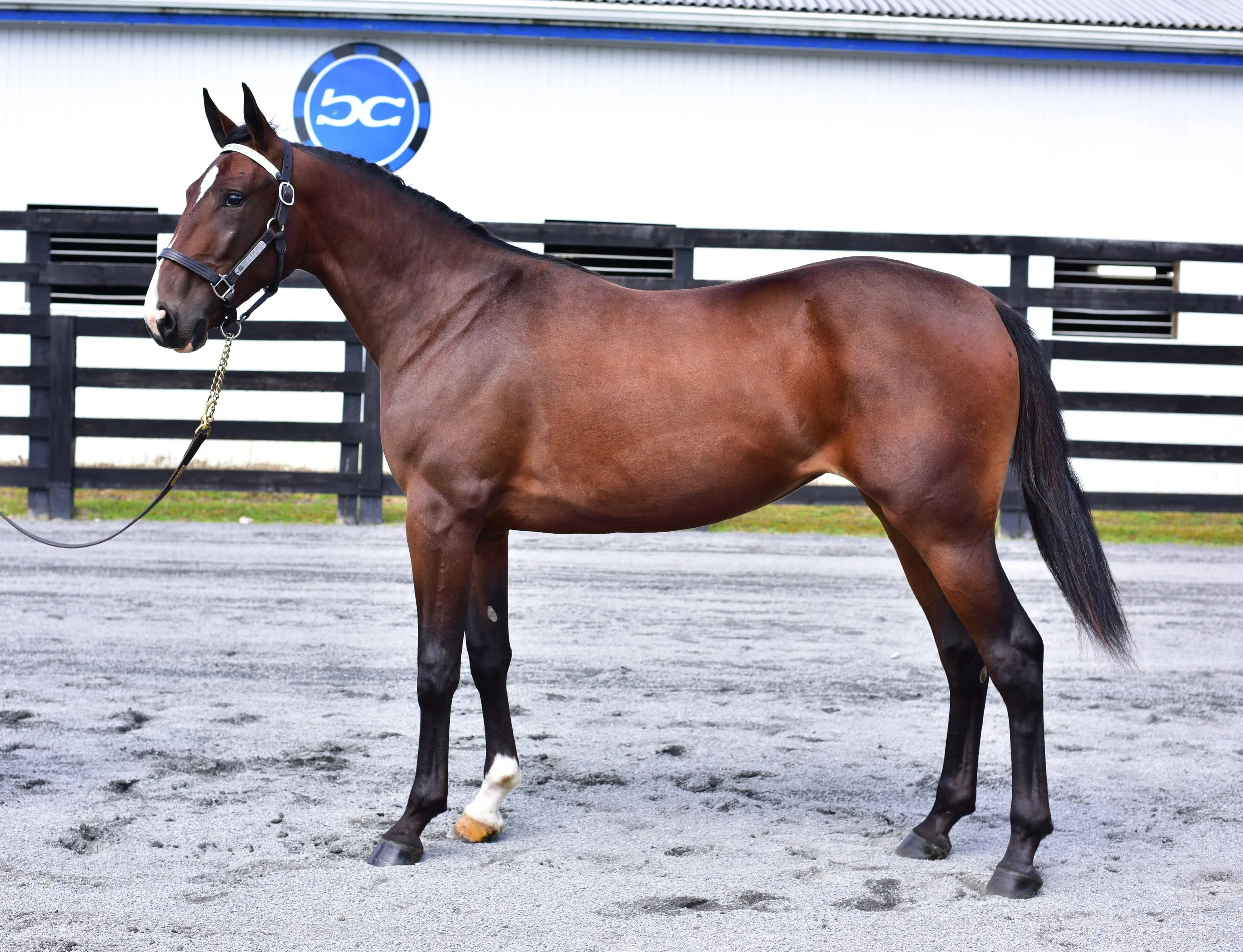 2024 Lexington Yearling Summary — Blue Chip Farms