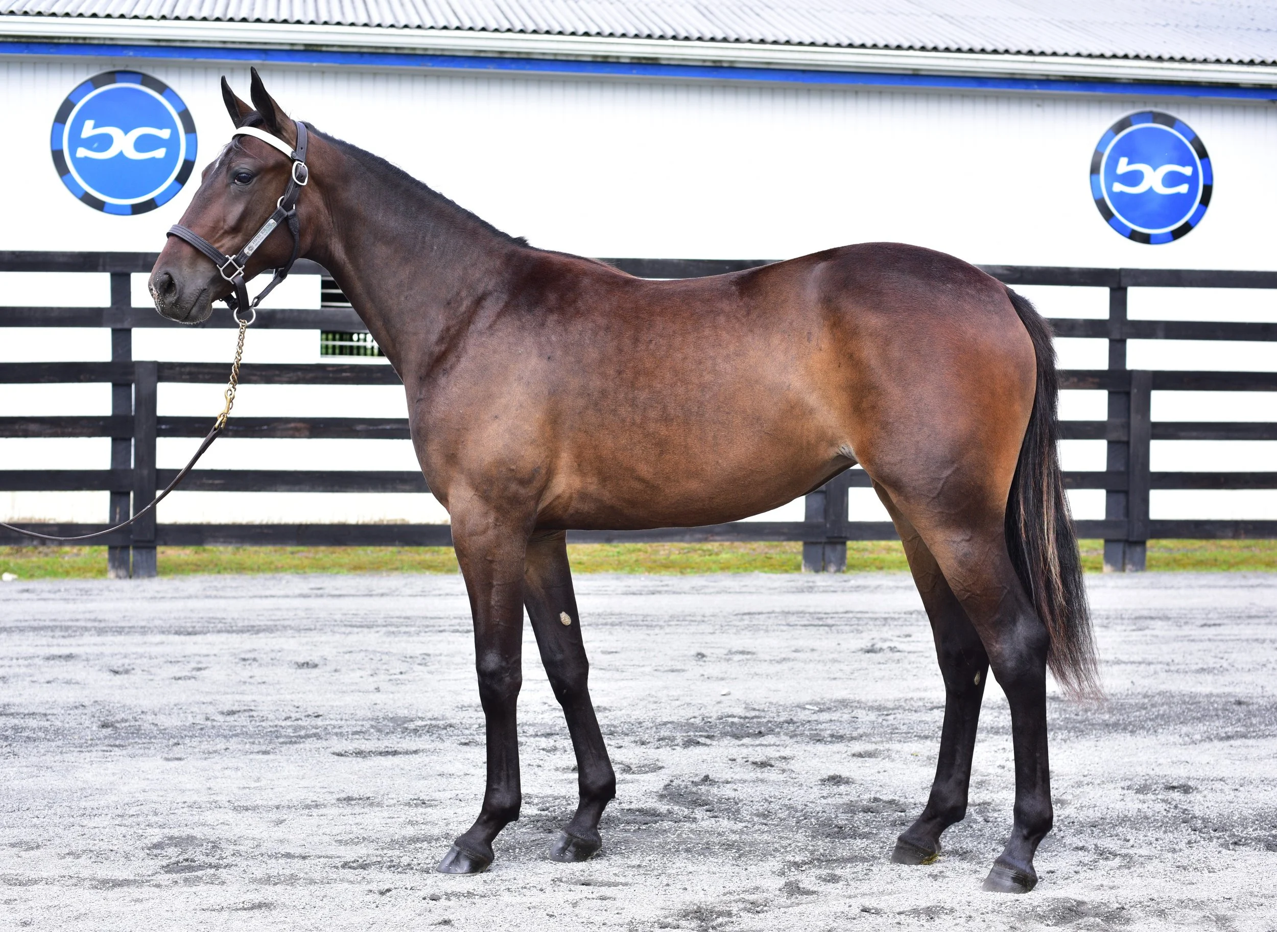 2024 Lexington Yearling Summary — Blue Chip Farms