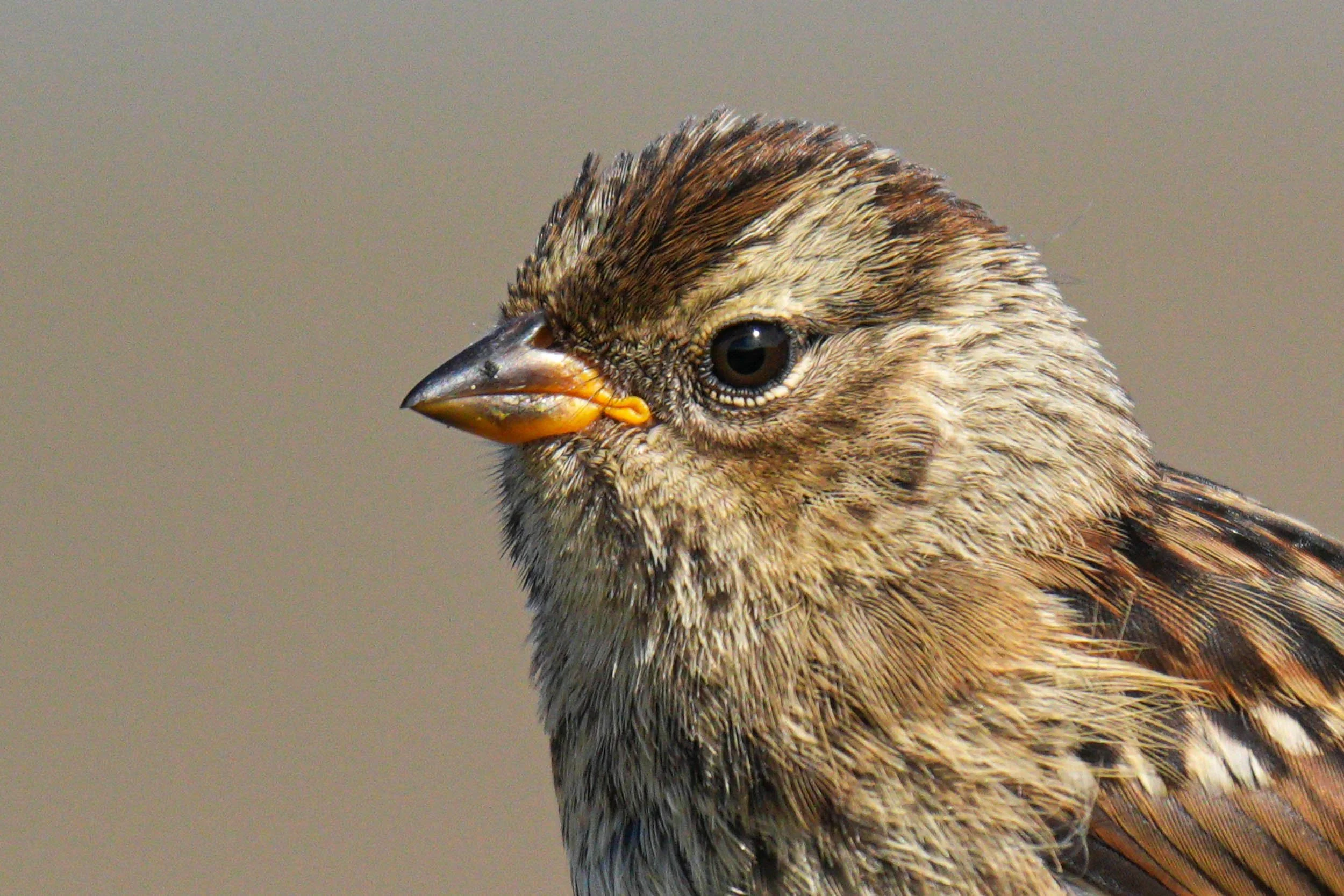 Sony A7RV and FE 200-600 F5.6-6.3 G OSS Lens Review - For the Wildlife ...