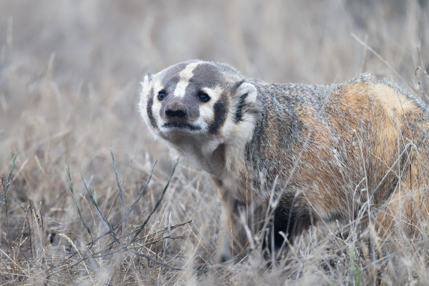 Nikon Z8 with the 800 Z VR S - a Wildlife Photographer’s Review — Oxbow ...